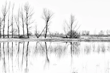 Silent Reflections: Winter's Bare Elegance