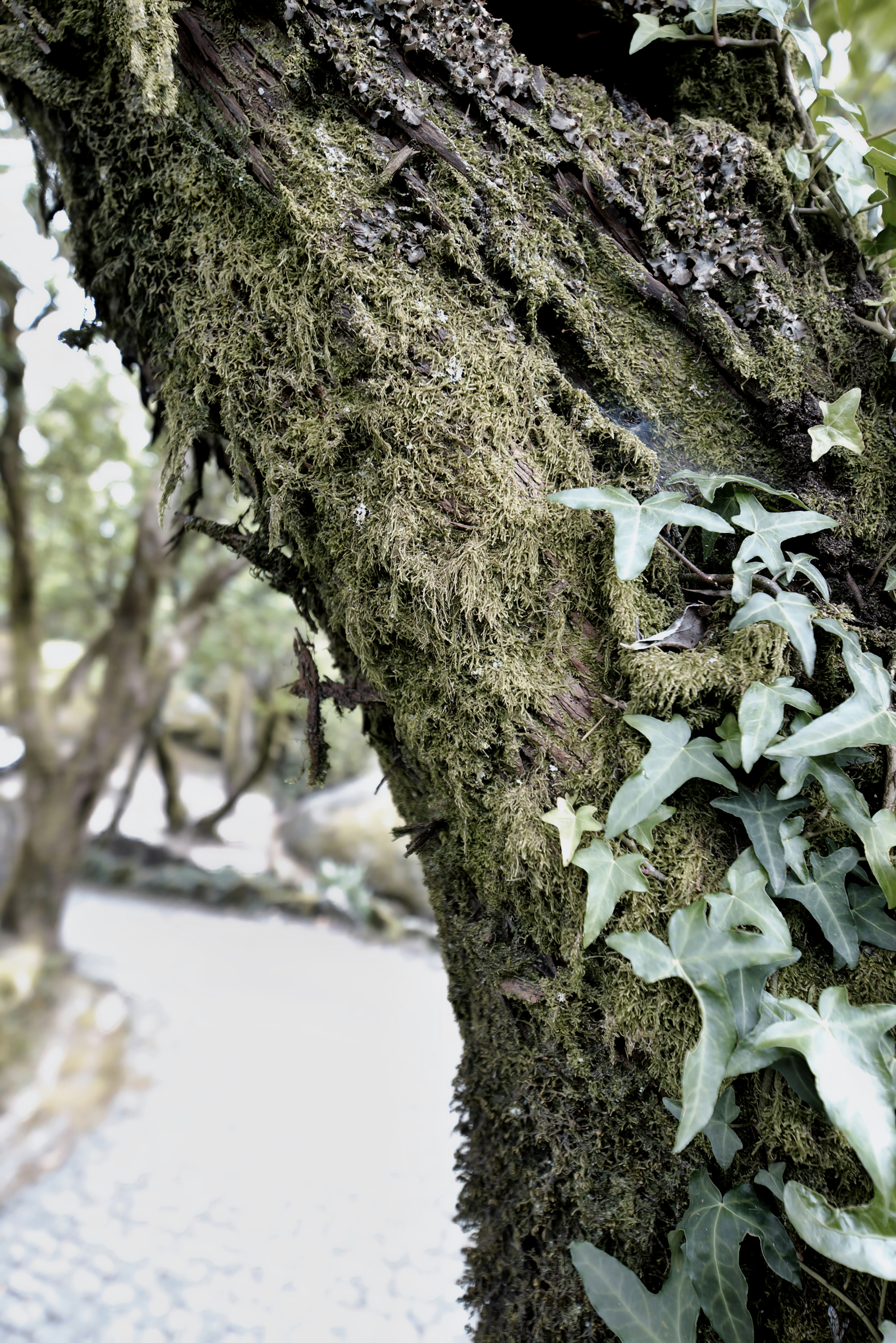 Moss-Cloaked Trunk with Ivy on a Quiet Forest Edge