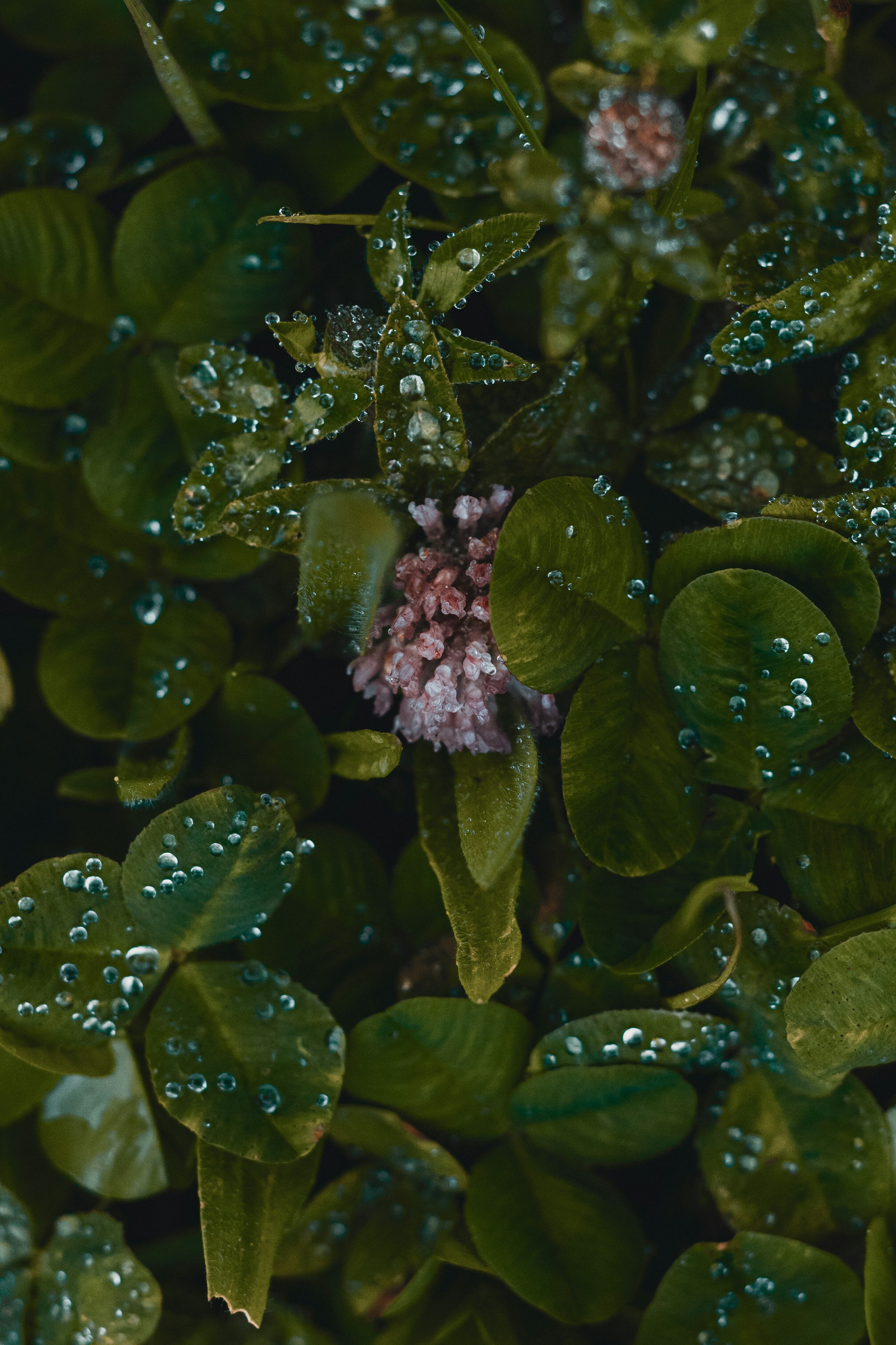 Soft Pink Bloom Among Dew-Kissed Leaves