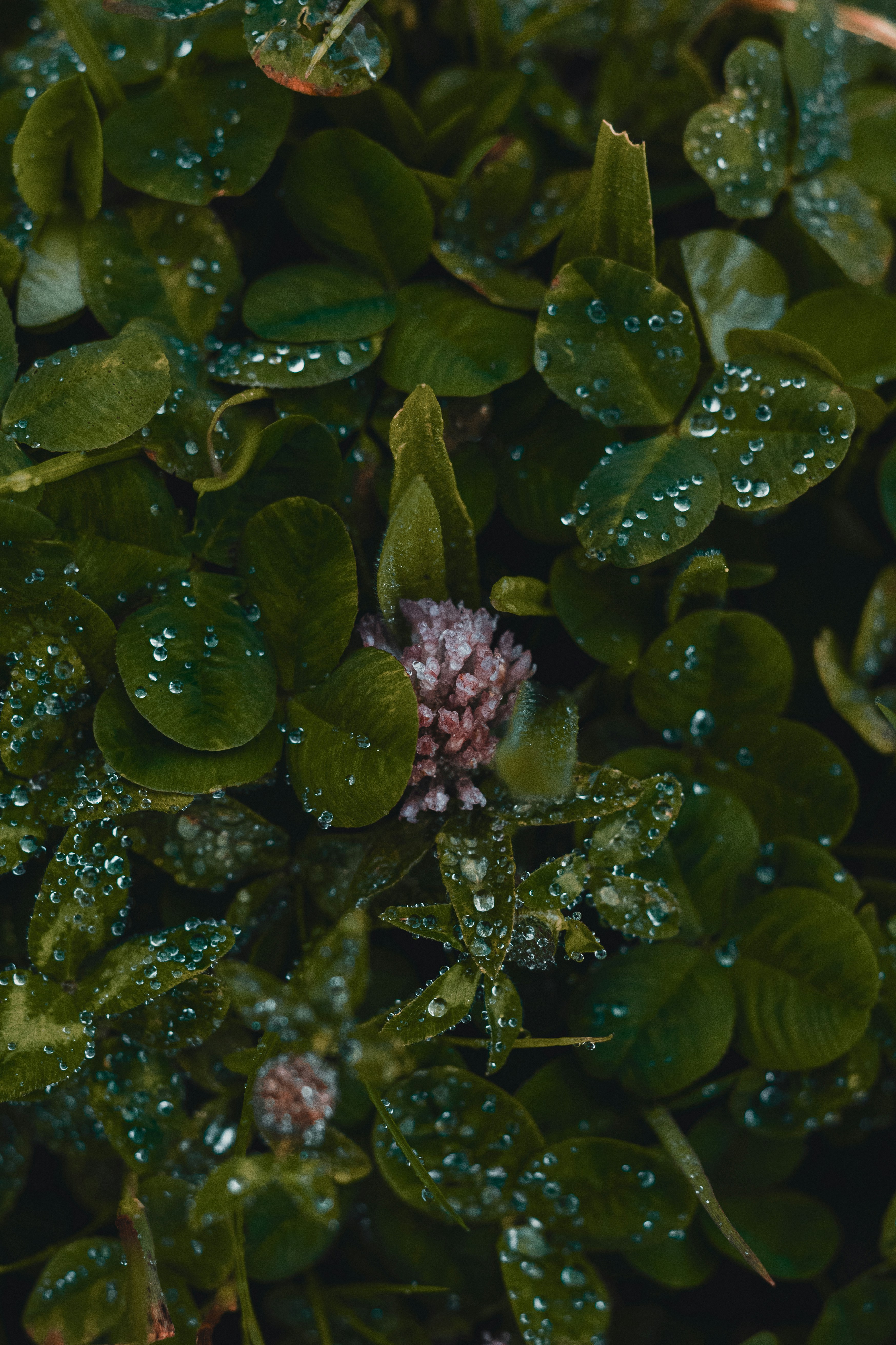 Good day in the forest