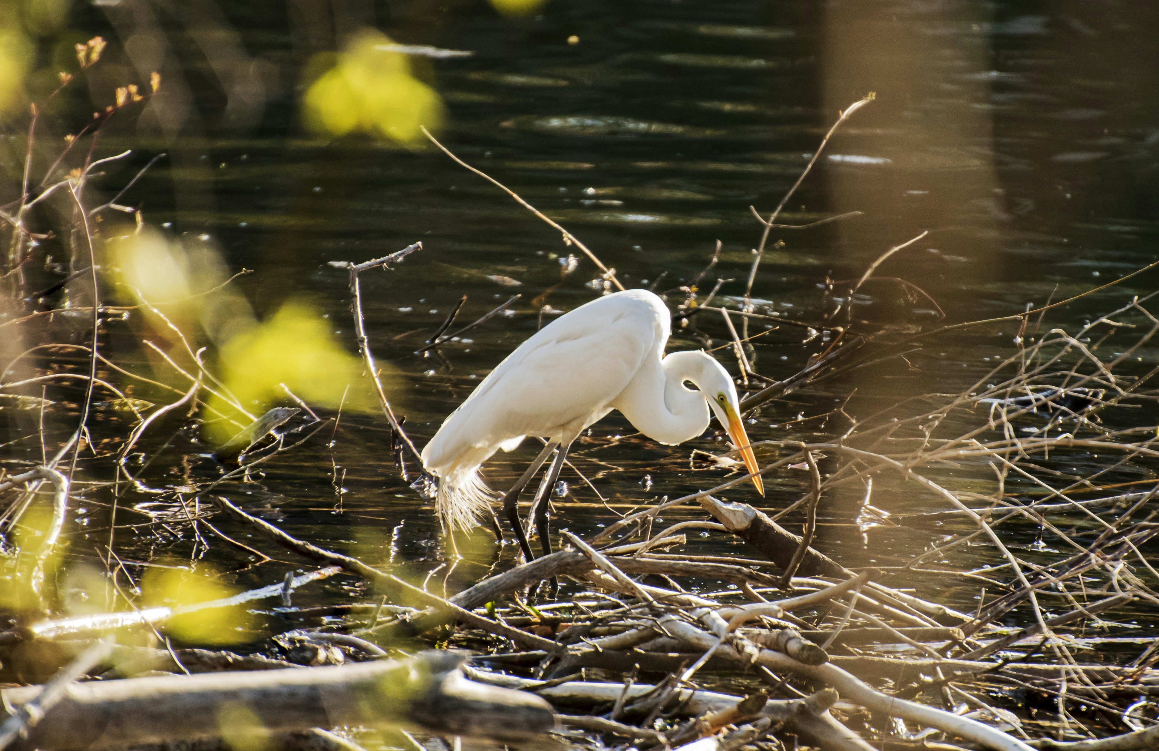 Photographed this beautiful egret out in Toronto, Canada - Mr A