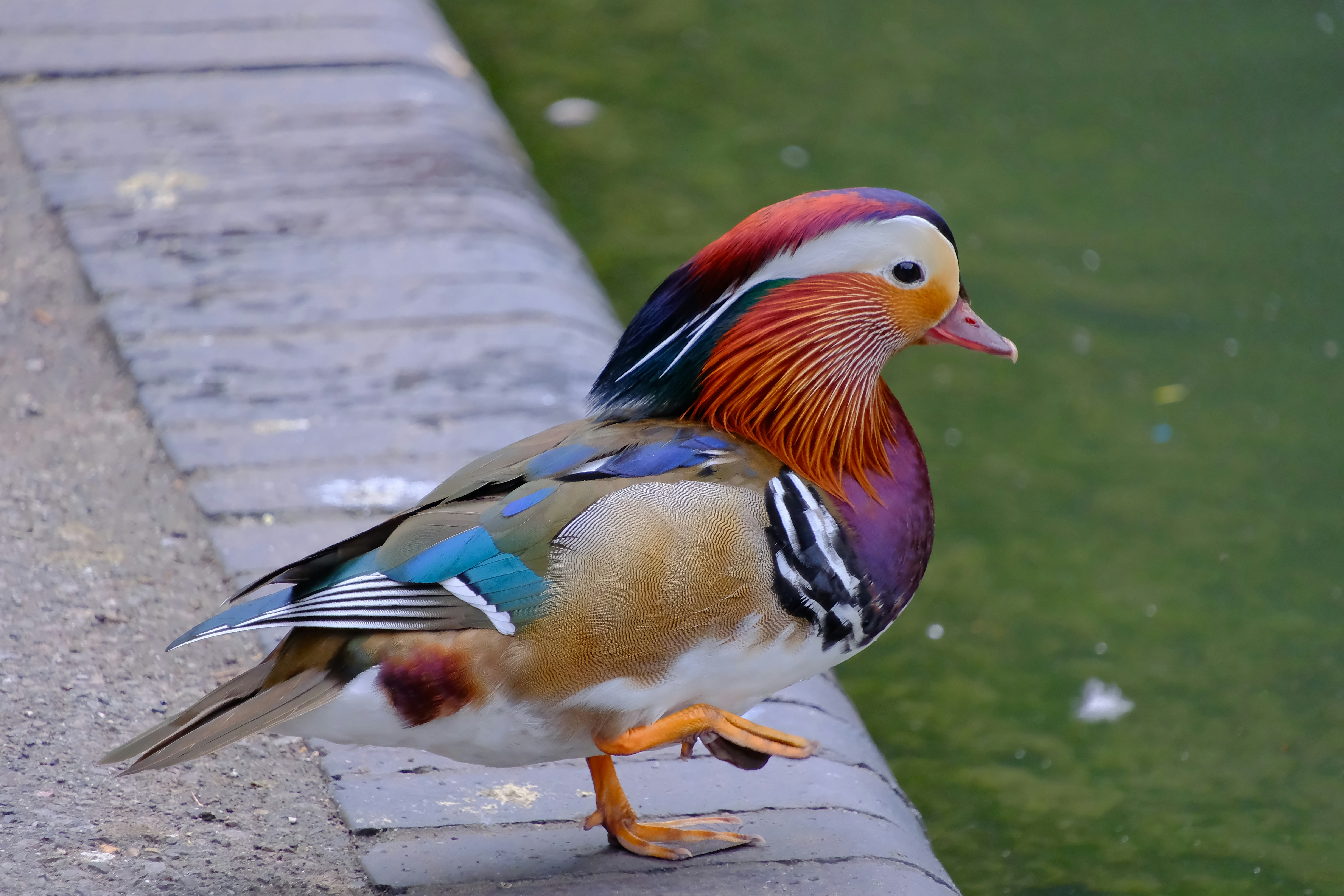 Mandarin Majesty at the Concrete Edge: Colorful Portrait by the Quiet Pond