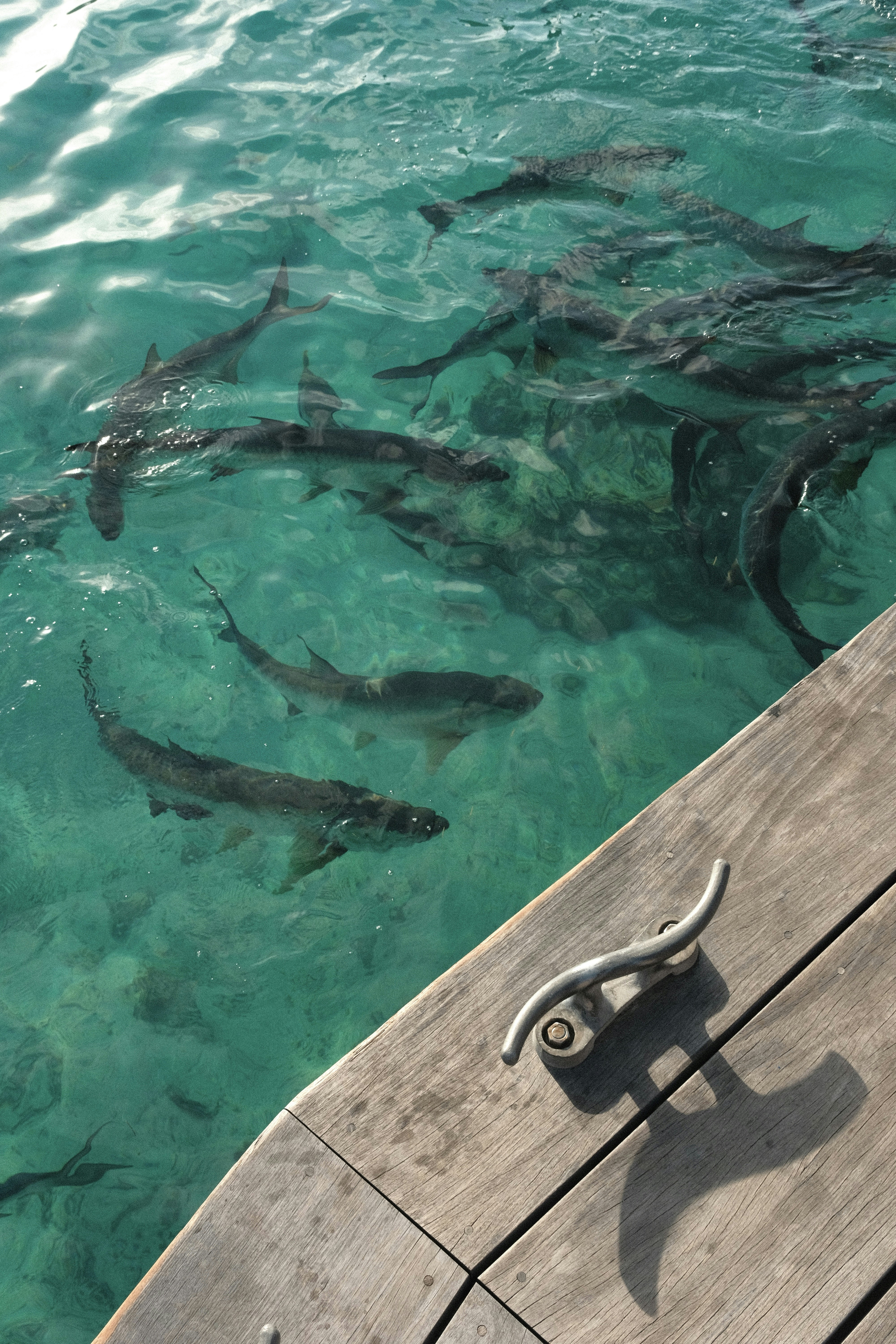 Emerald Cohort Beneath the Dock: A School of Fish in Clear Coastal Waters