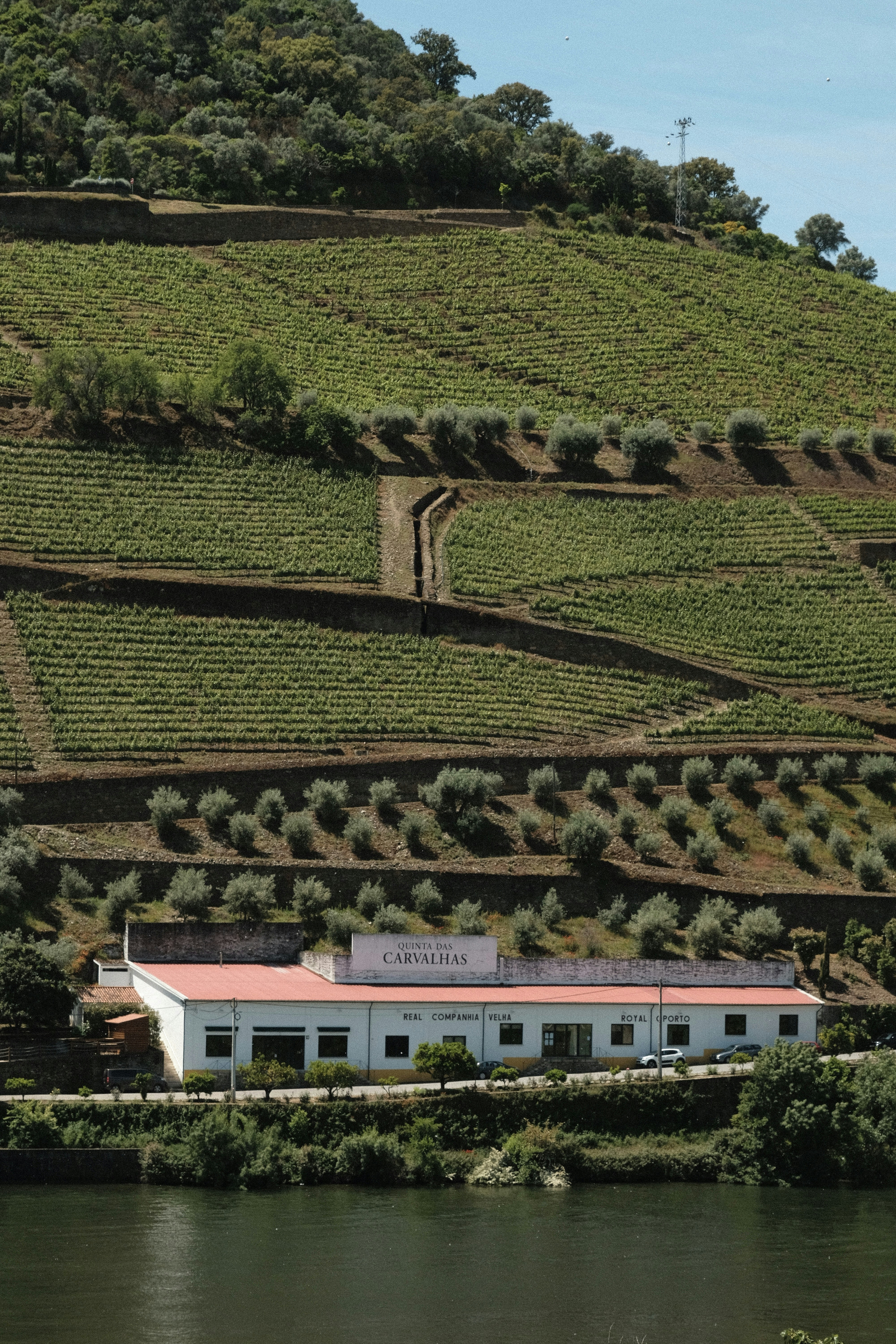Terraced Vineyard Slope Framing a Riverside Winery