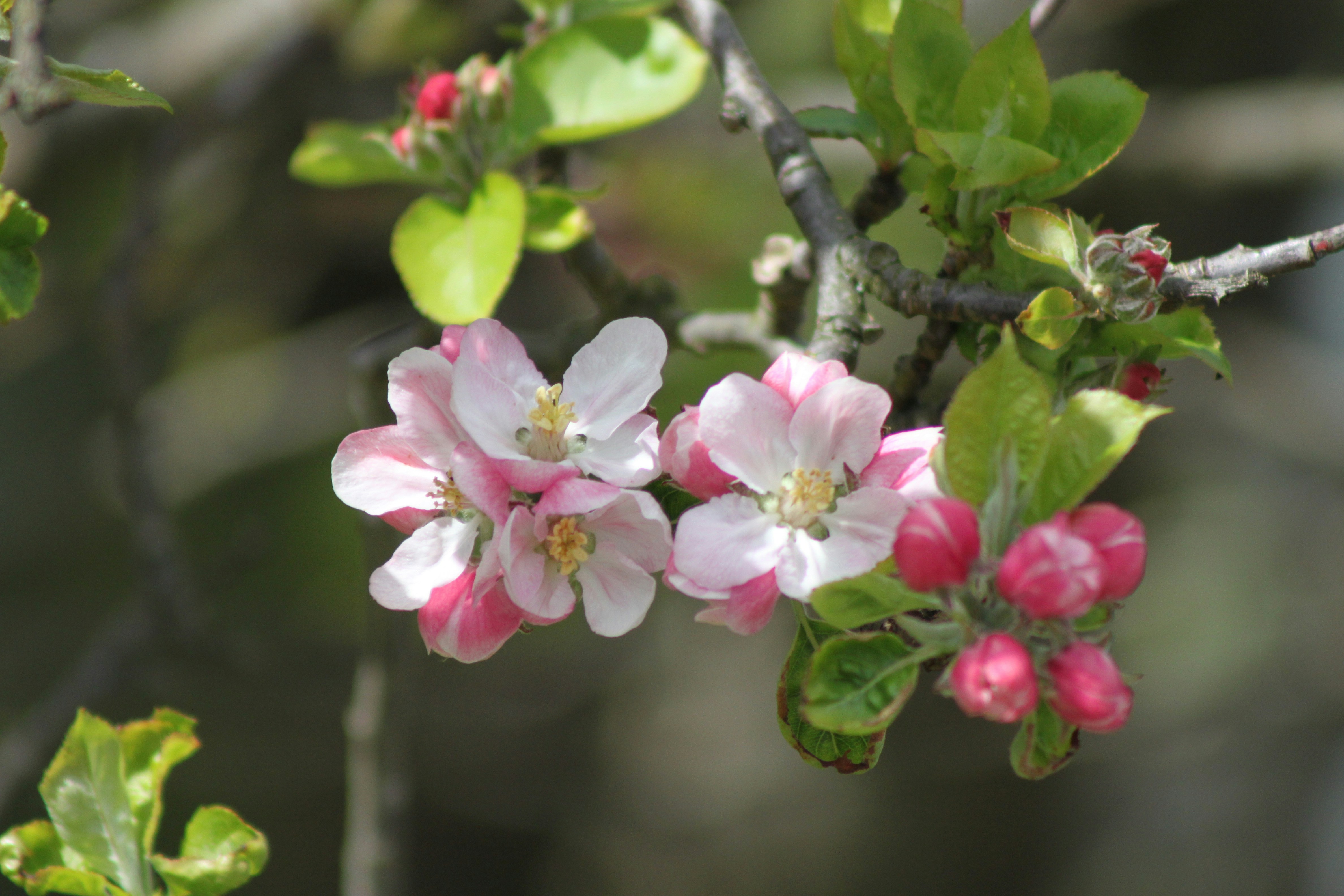 pink and white flowers blooming on a tree branch