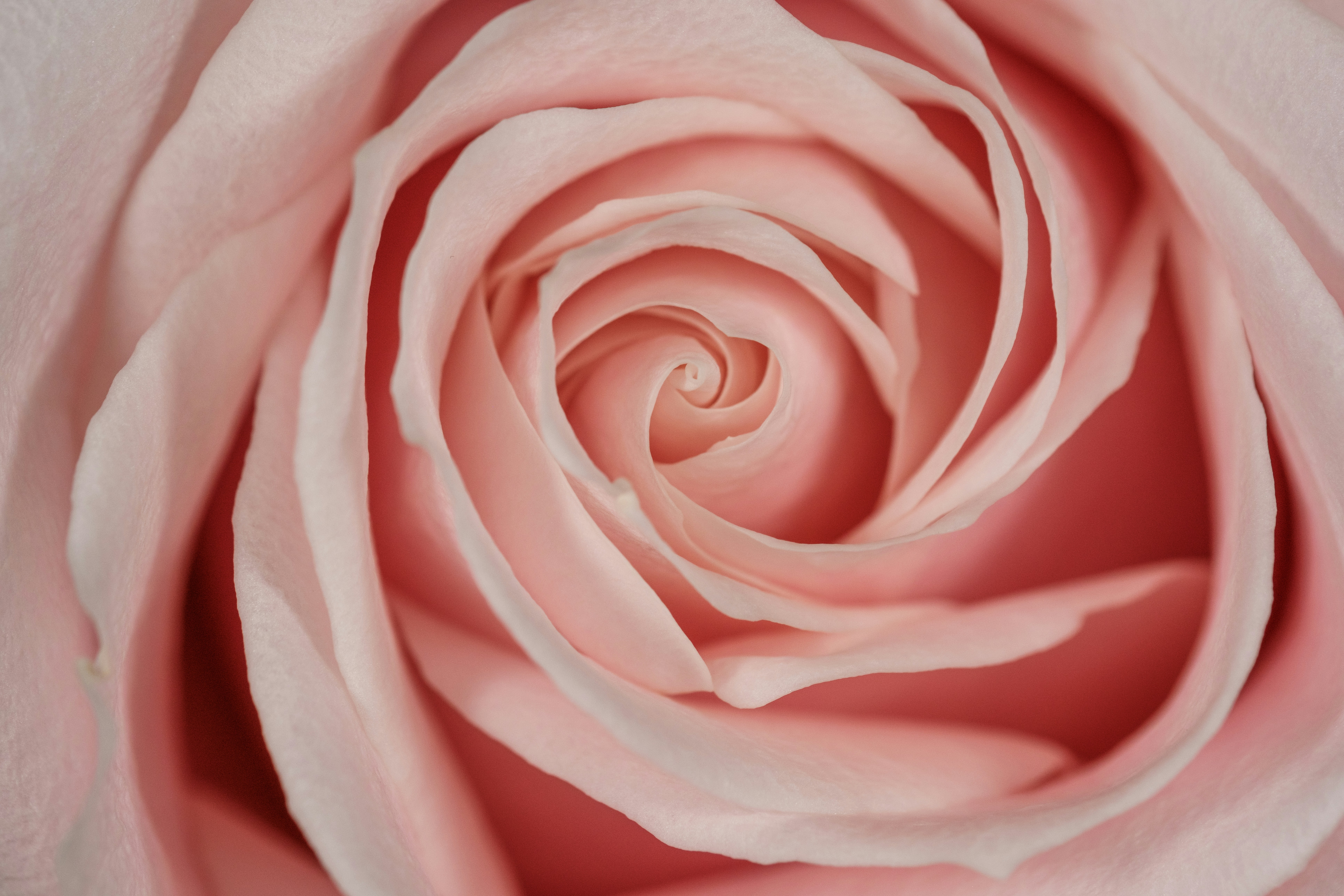 Rose Canon: a Pale Pink Bloom of Quiet Spirals