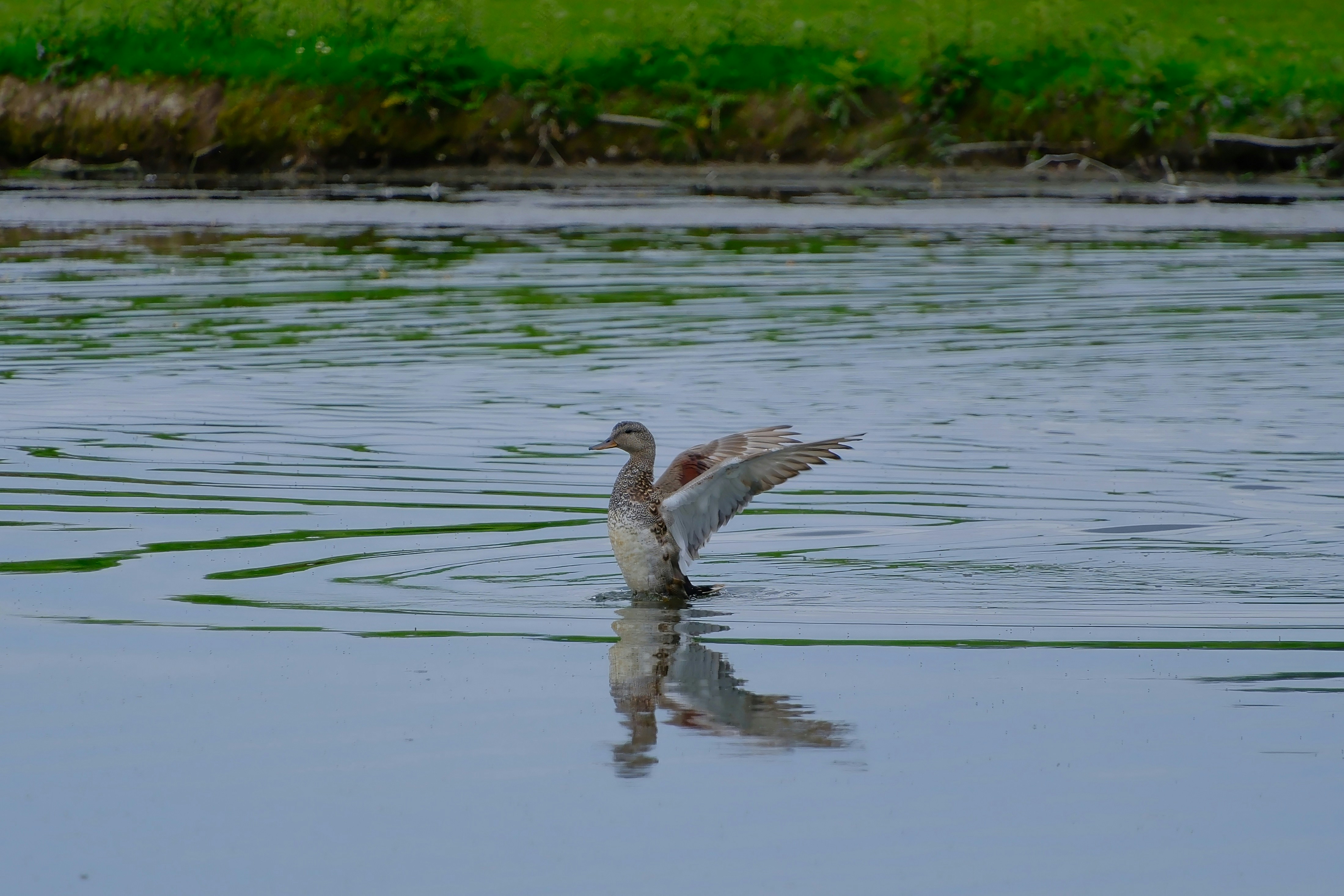 Winged Reflection: A Grebe Spreads on a Quiet Lake