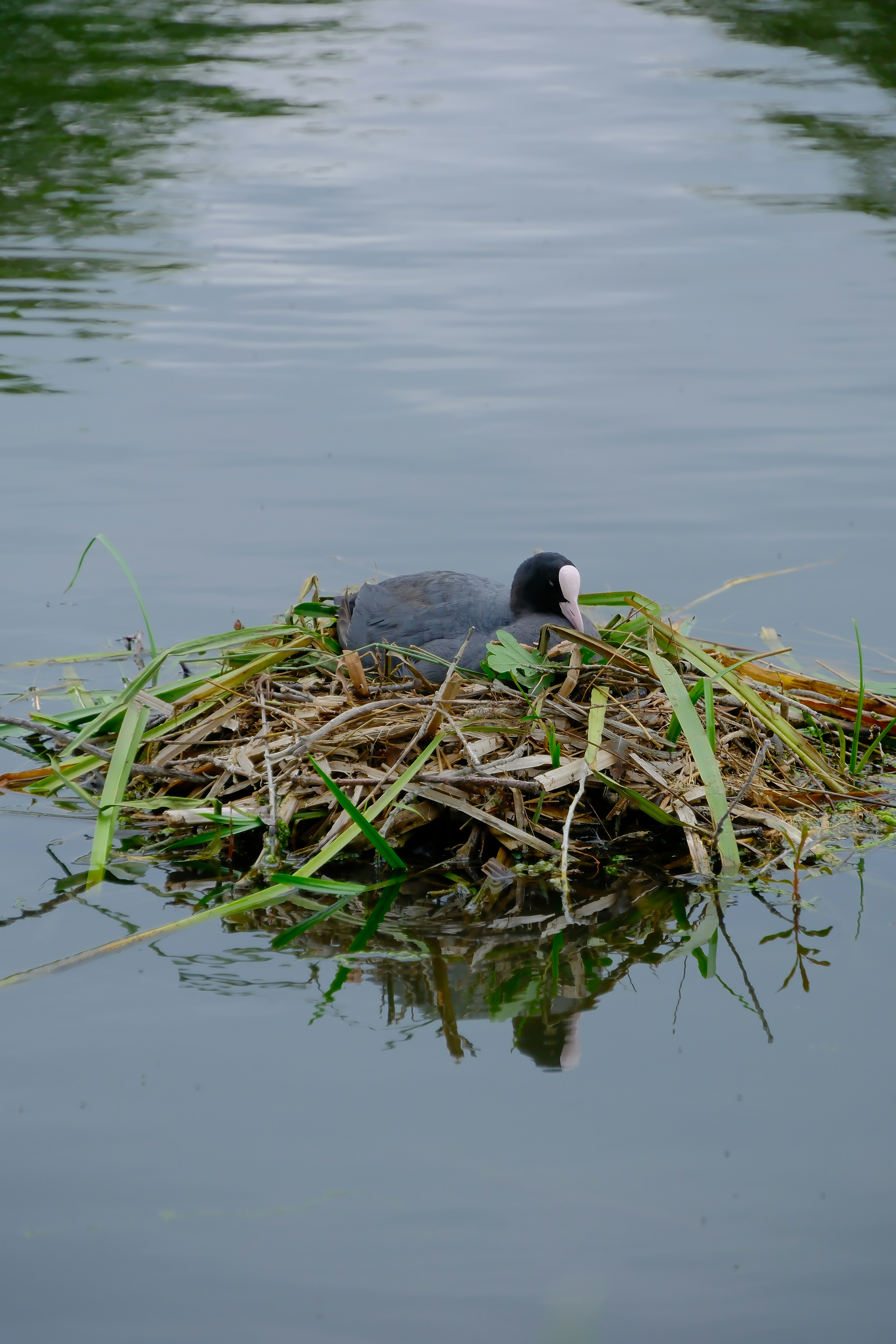 A coot resting on its nest made of reeds and grass, surrounded by still water reflecting the serene environment.