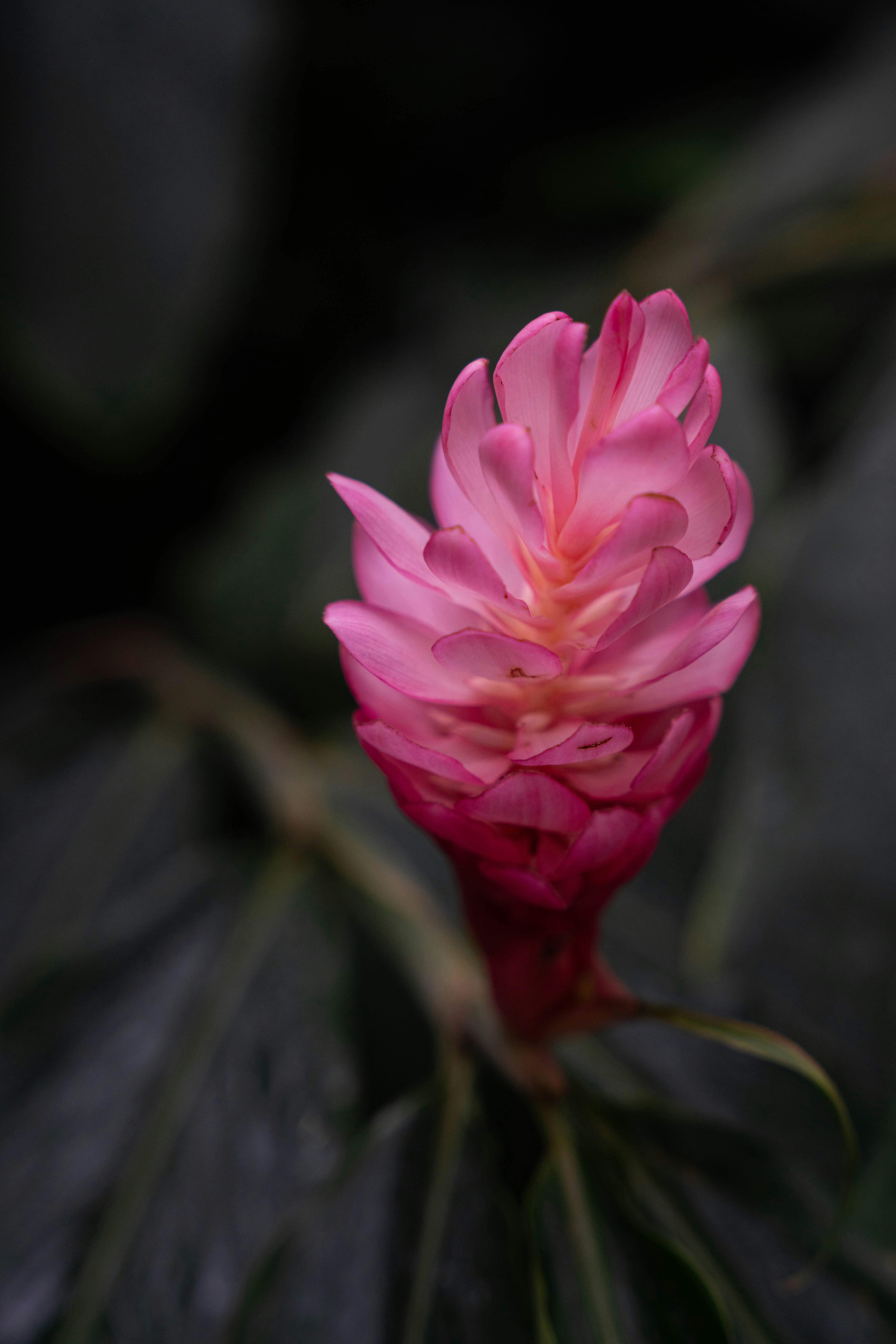 Rosy Bromeliad Bloom in Velvet Shadow