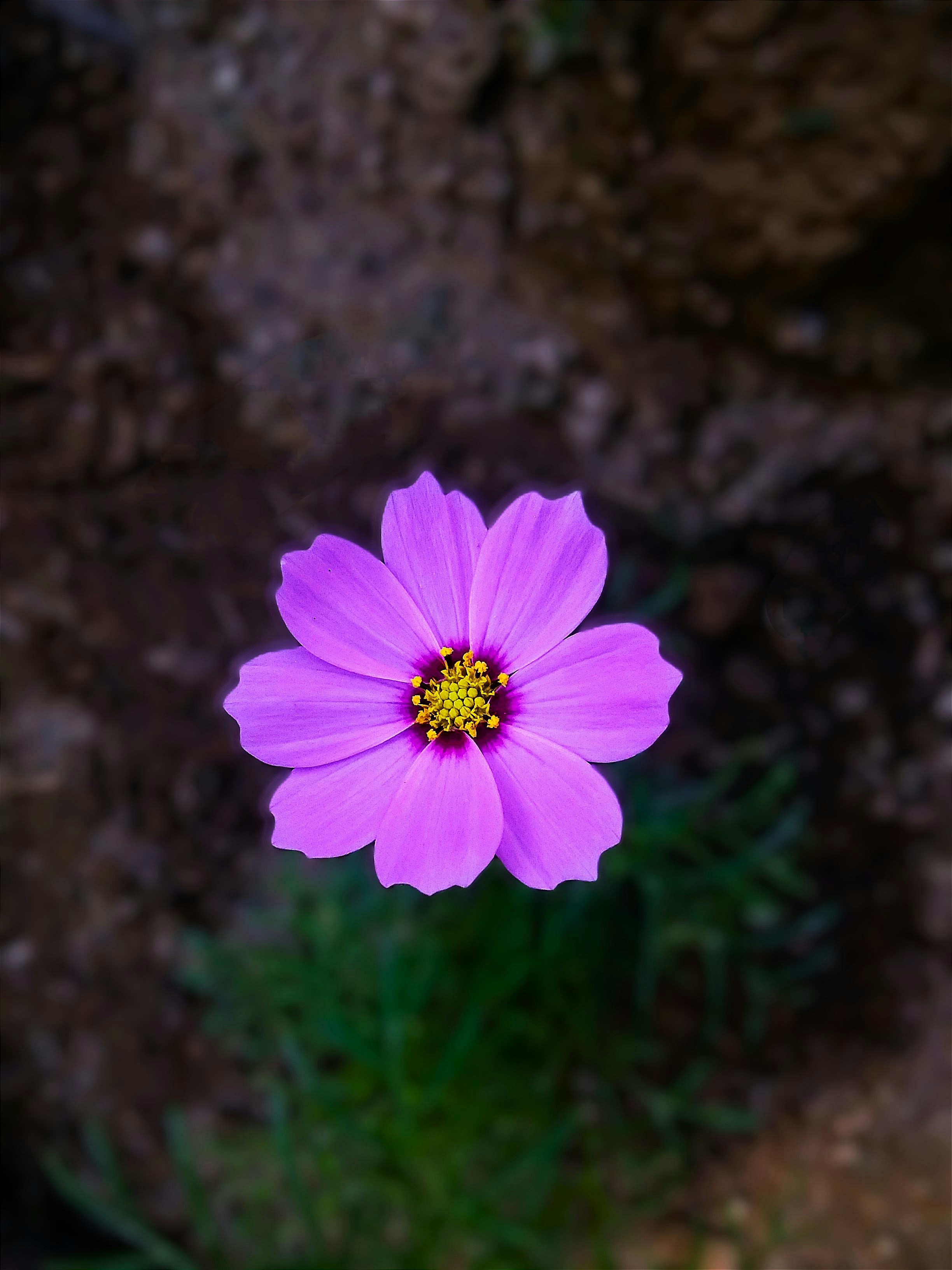 A single purple flower with a yellow center photo – Free Flower Image ...
