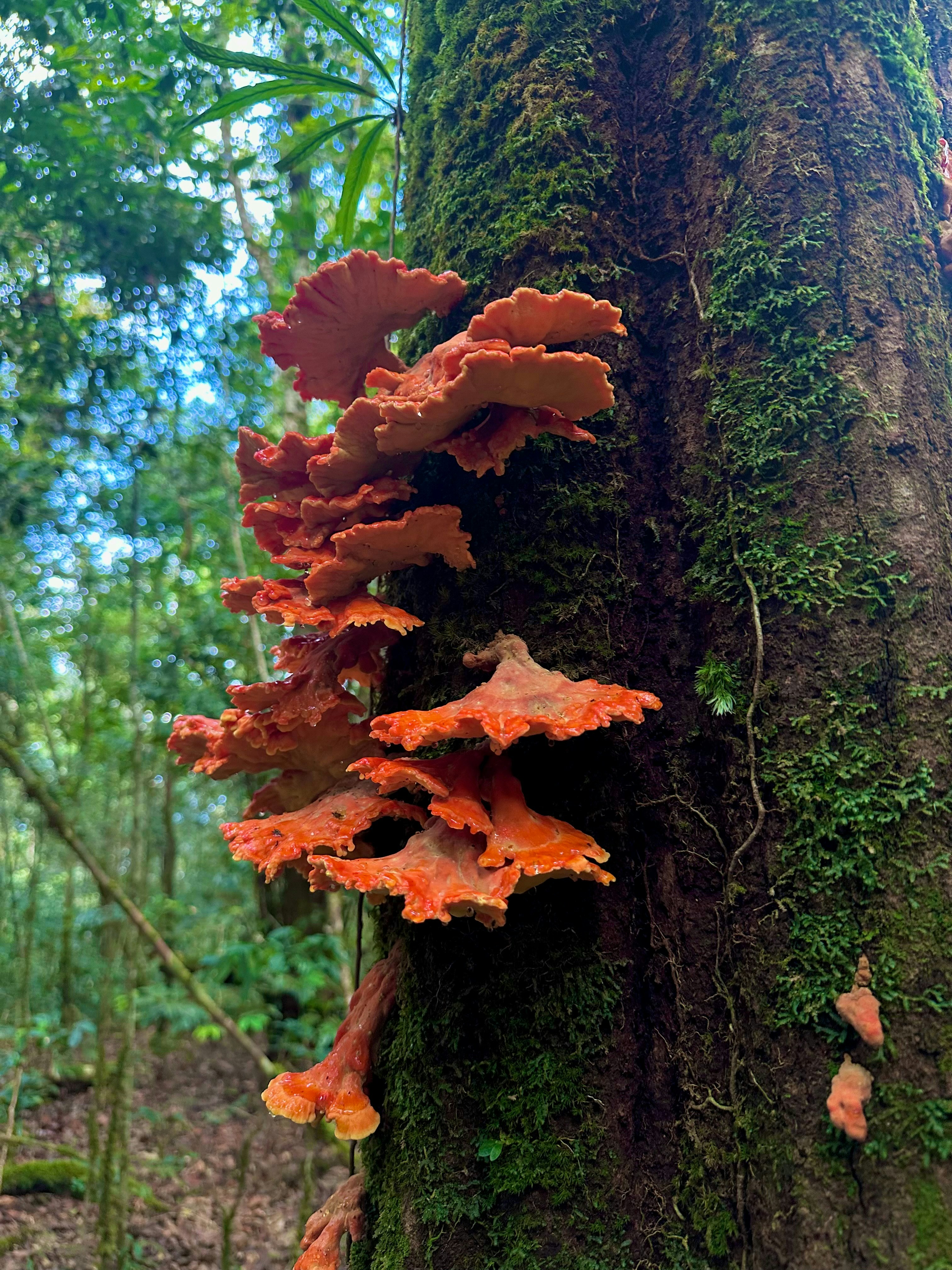 Amber Shelf Fungi Cling to a Moss-Covered Trunk in a Quiet Forest