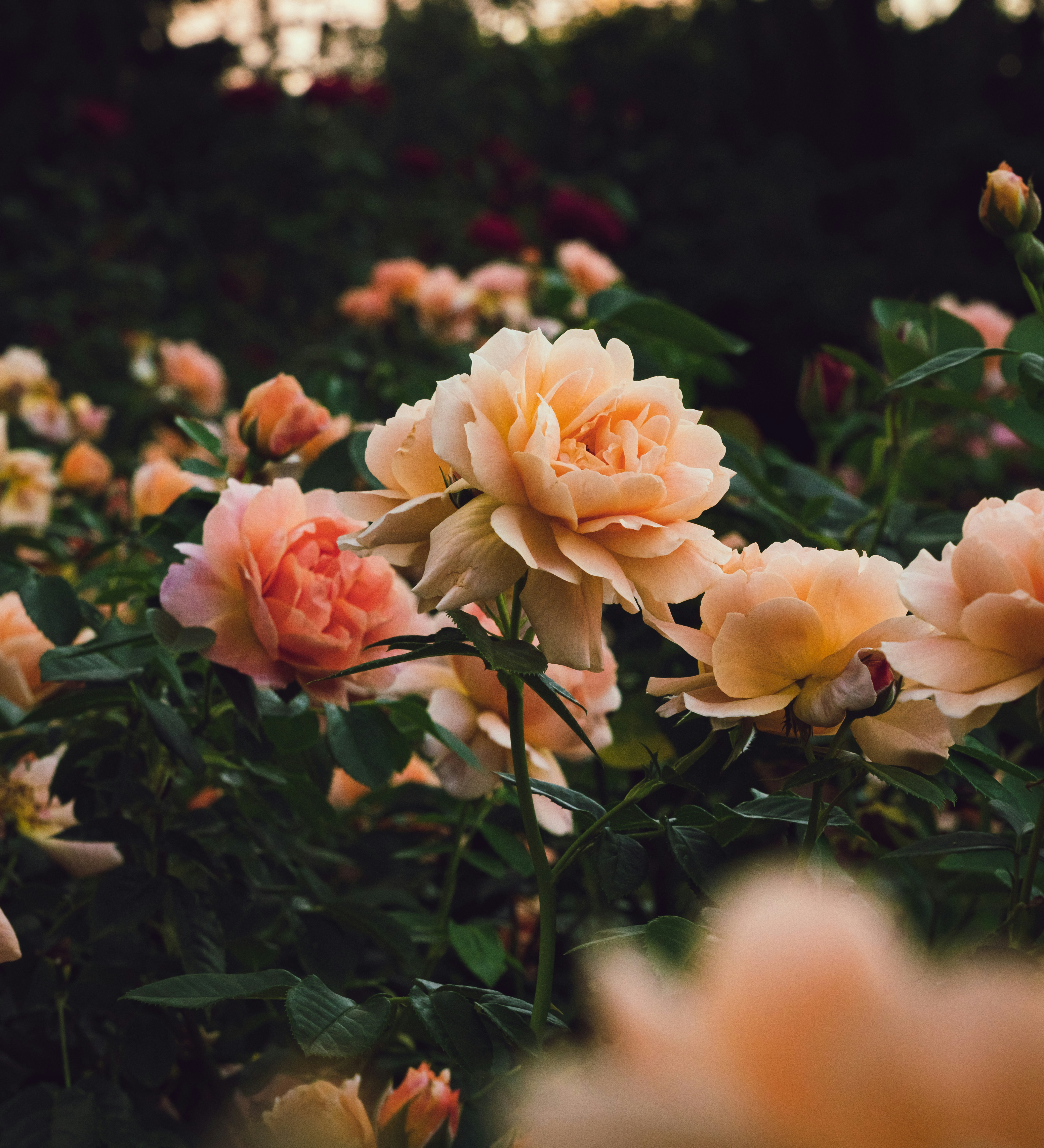 Photo by Anju Ravindranath with Sony Alpha 7R IIIA