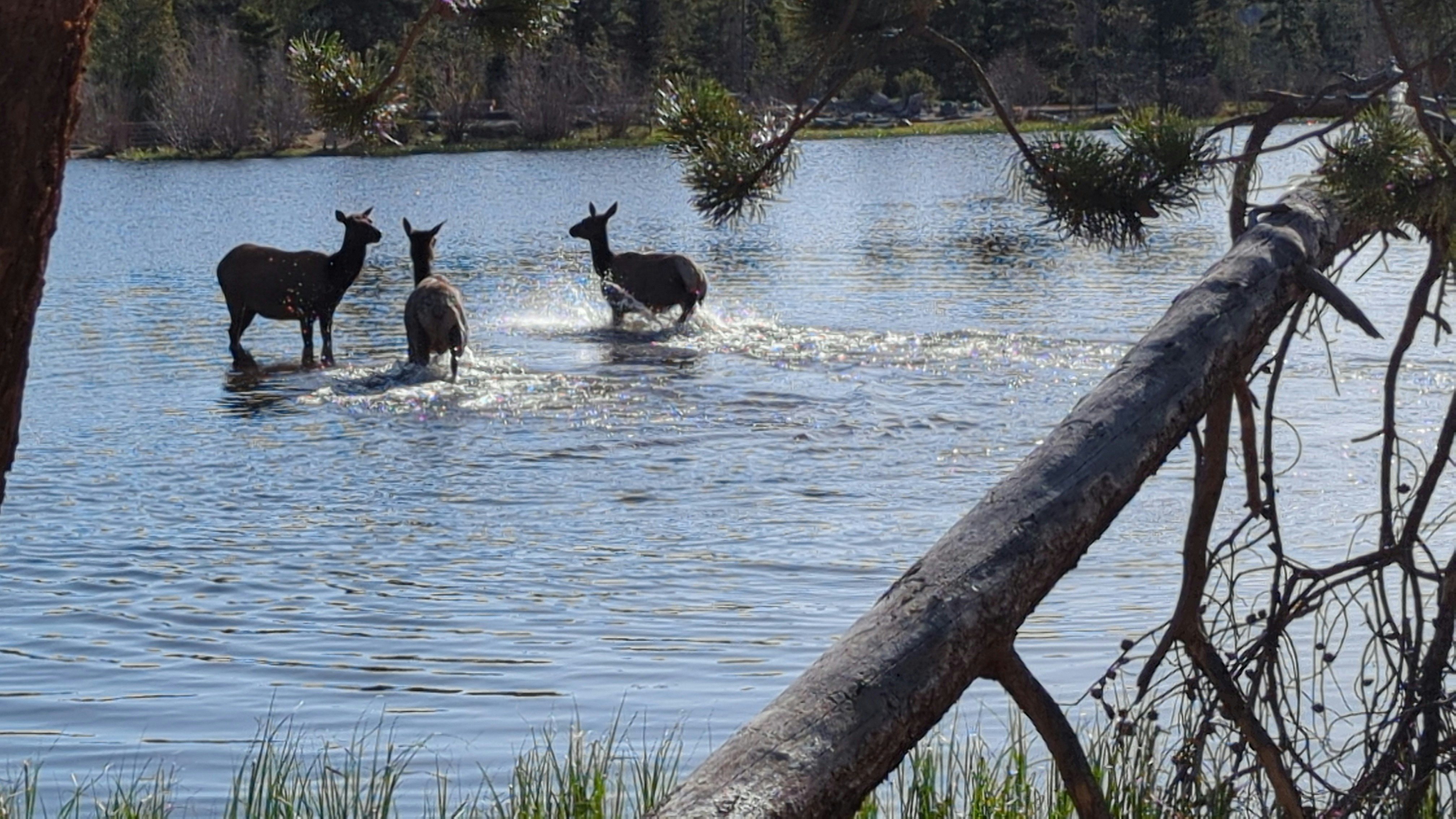 a group of animals wading in a body of water