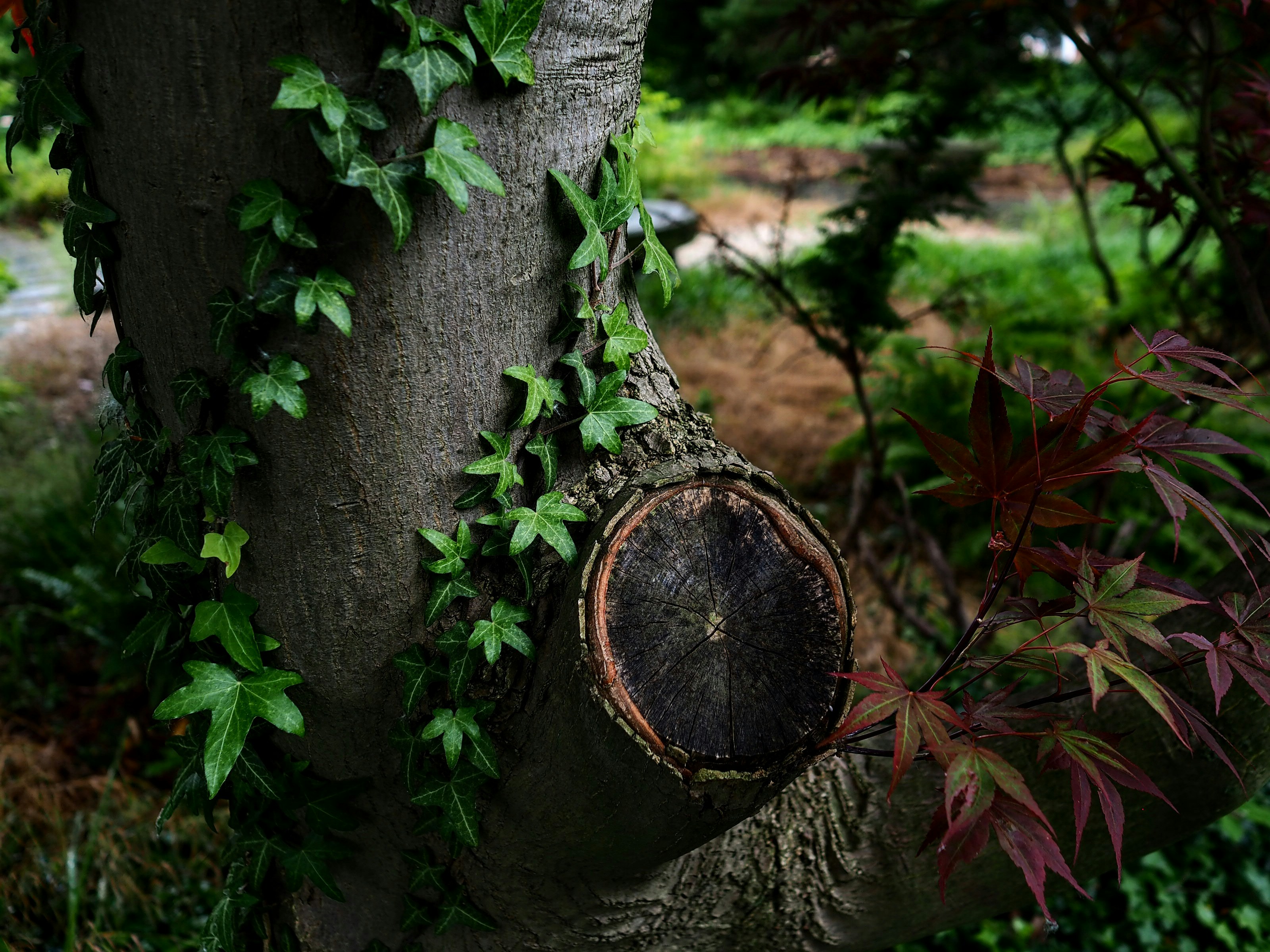 Round Embrace: An Ivy-wrapped Trunk with a Bare Knot