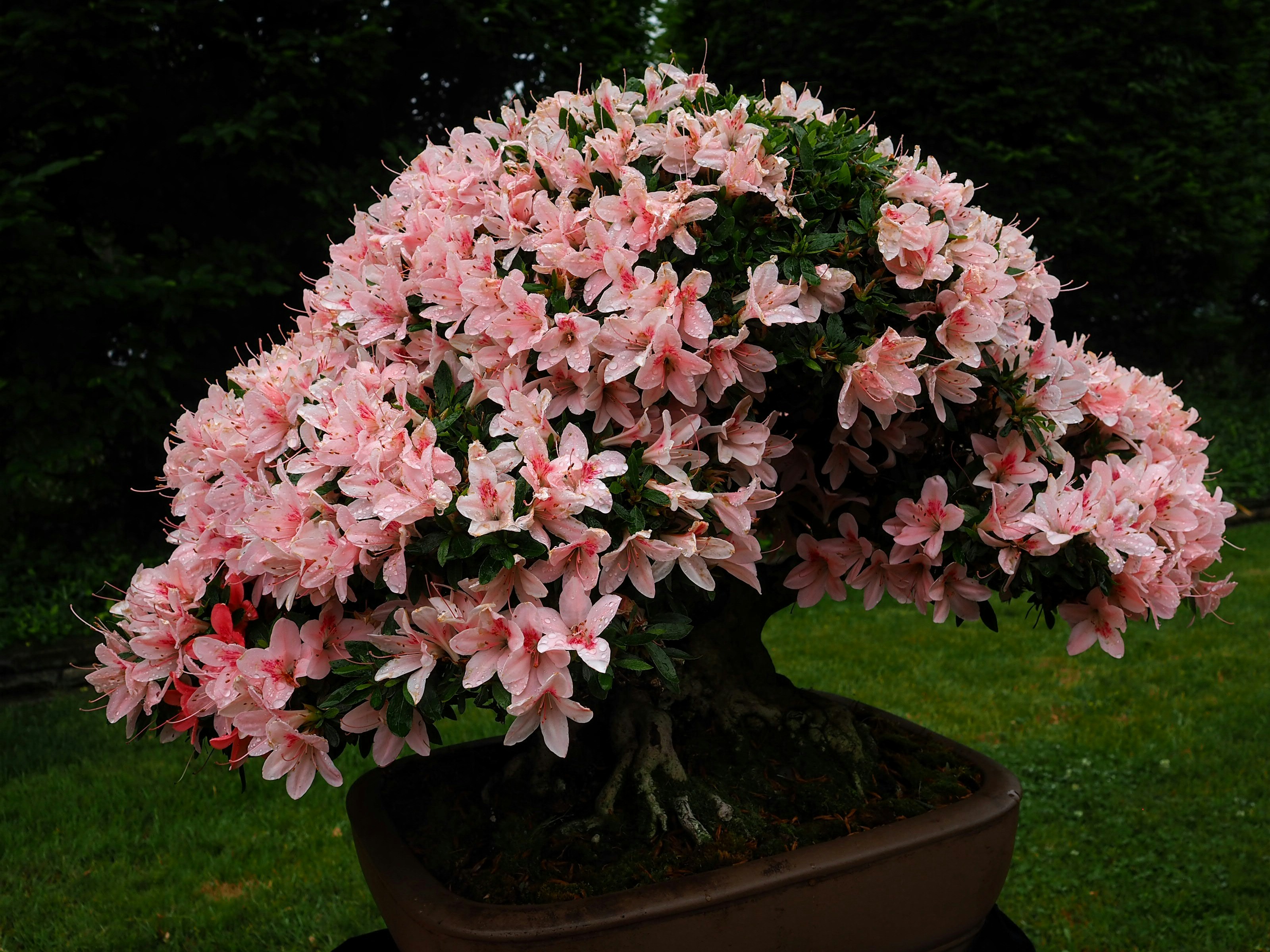 Blush Cascade: A Pink Azalea Bonsai in a Ceramic Pot