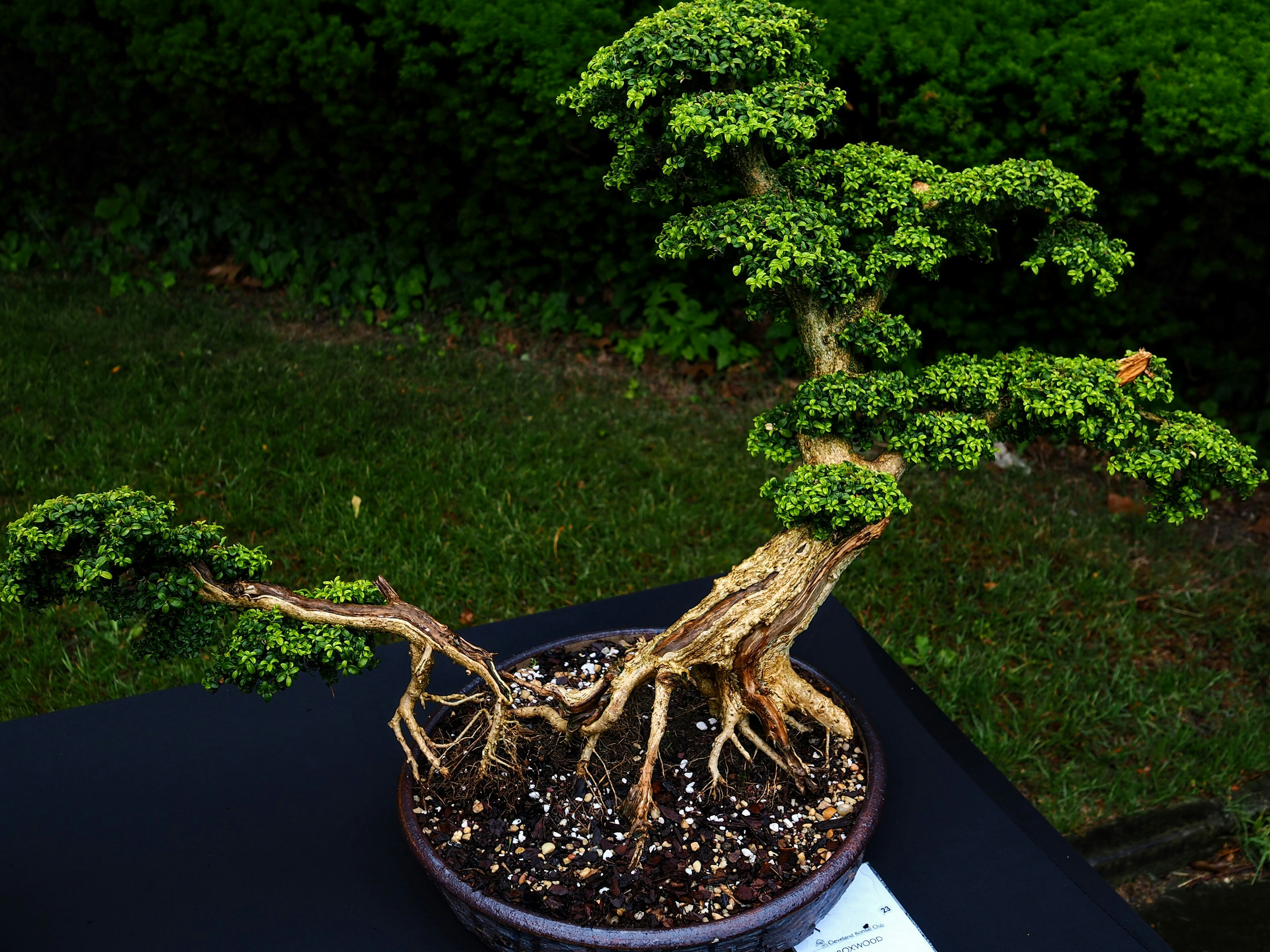 A bonsai tree with its roots exposed in a pot photo – Free Cleveland ...