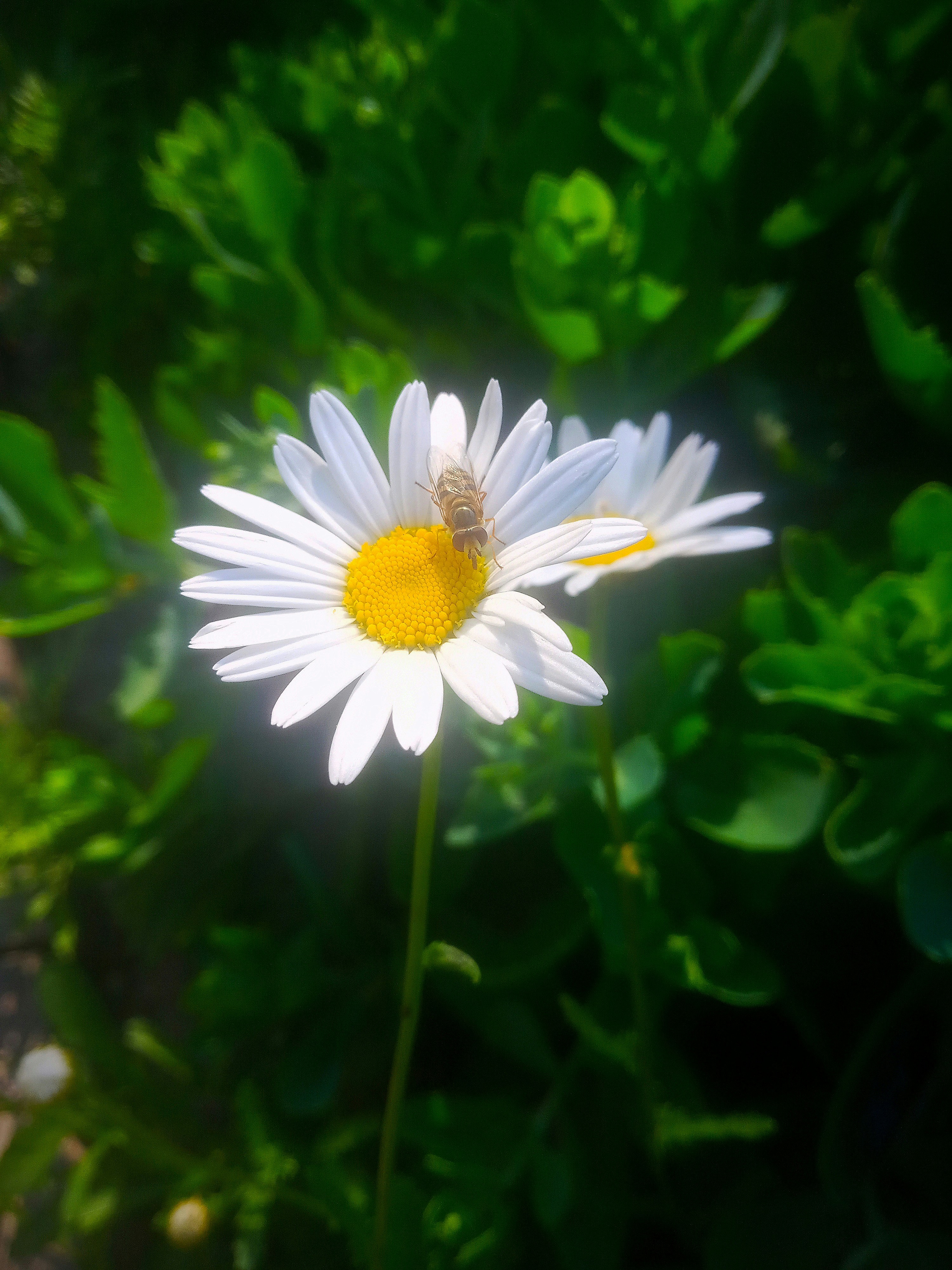 Honeybee perched on the yellow center of a white daisy with a soft green background. The image emphasizes macro detail and natural color rendering.