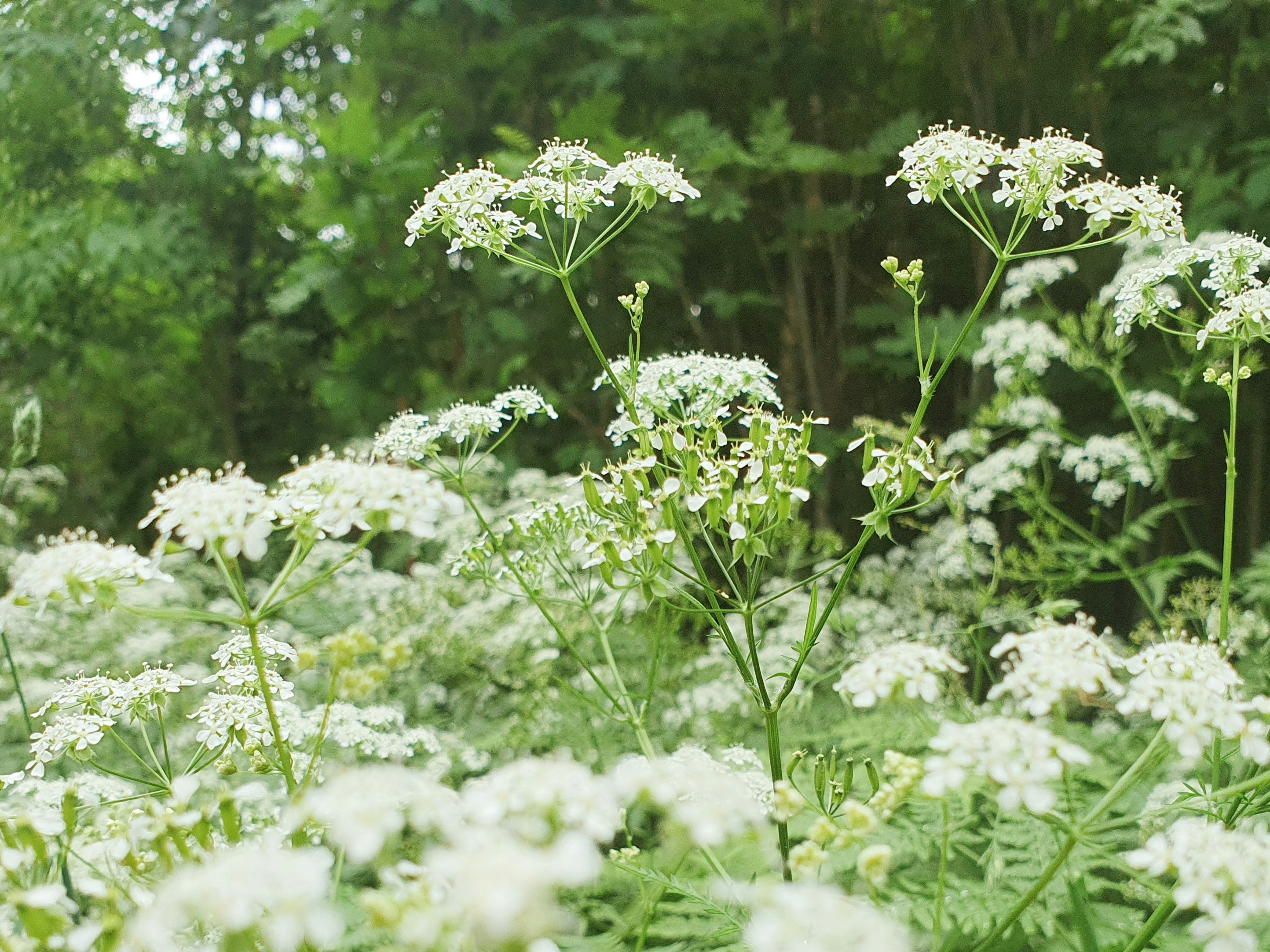Queen Anne's Lace in Dappled Forest Light