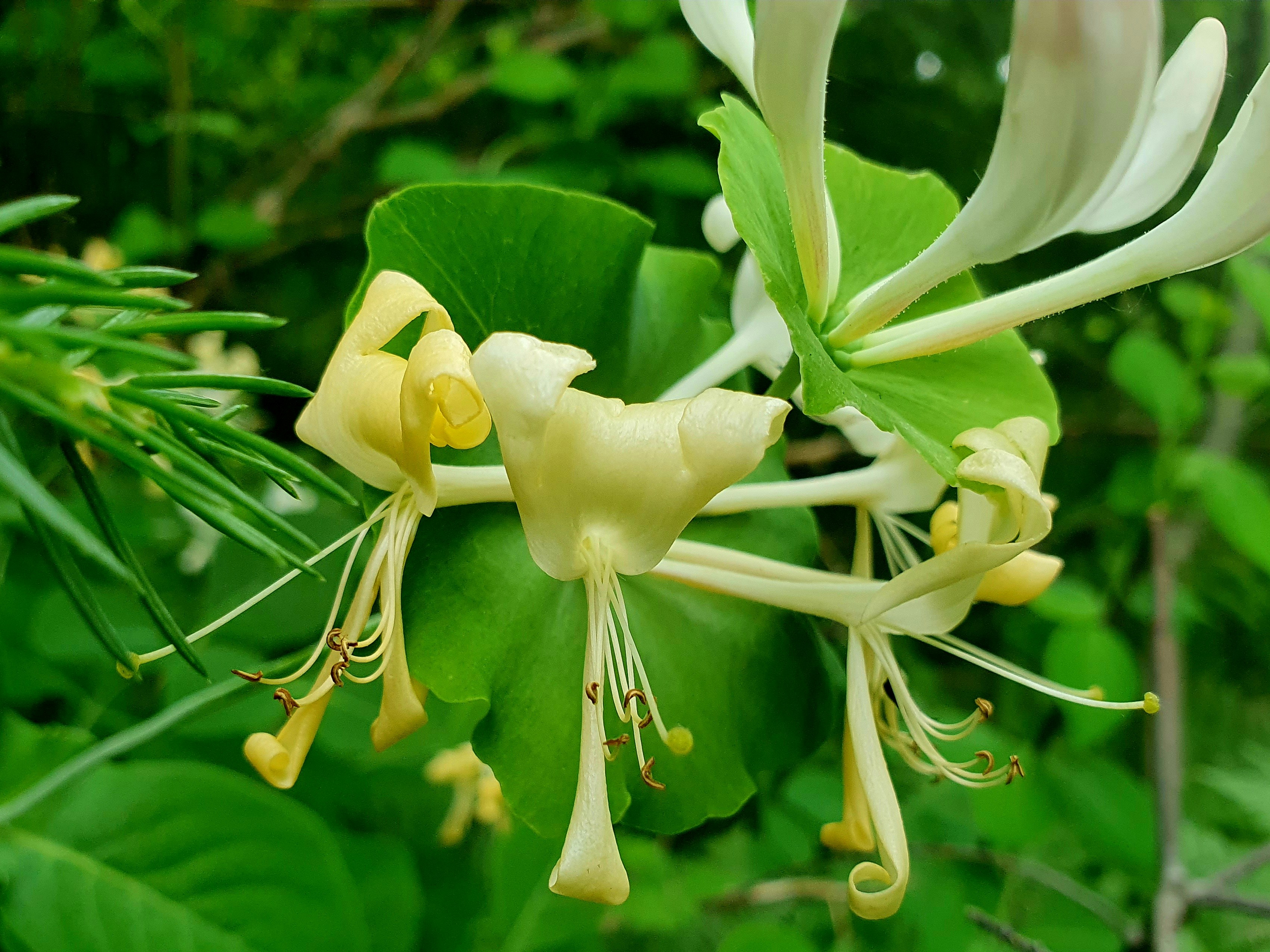 Honeysuckle Blossoms: White Tubes and Green Veils in Quiet Foliage