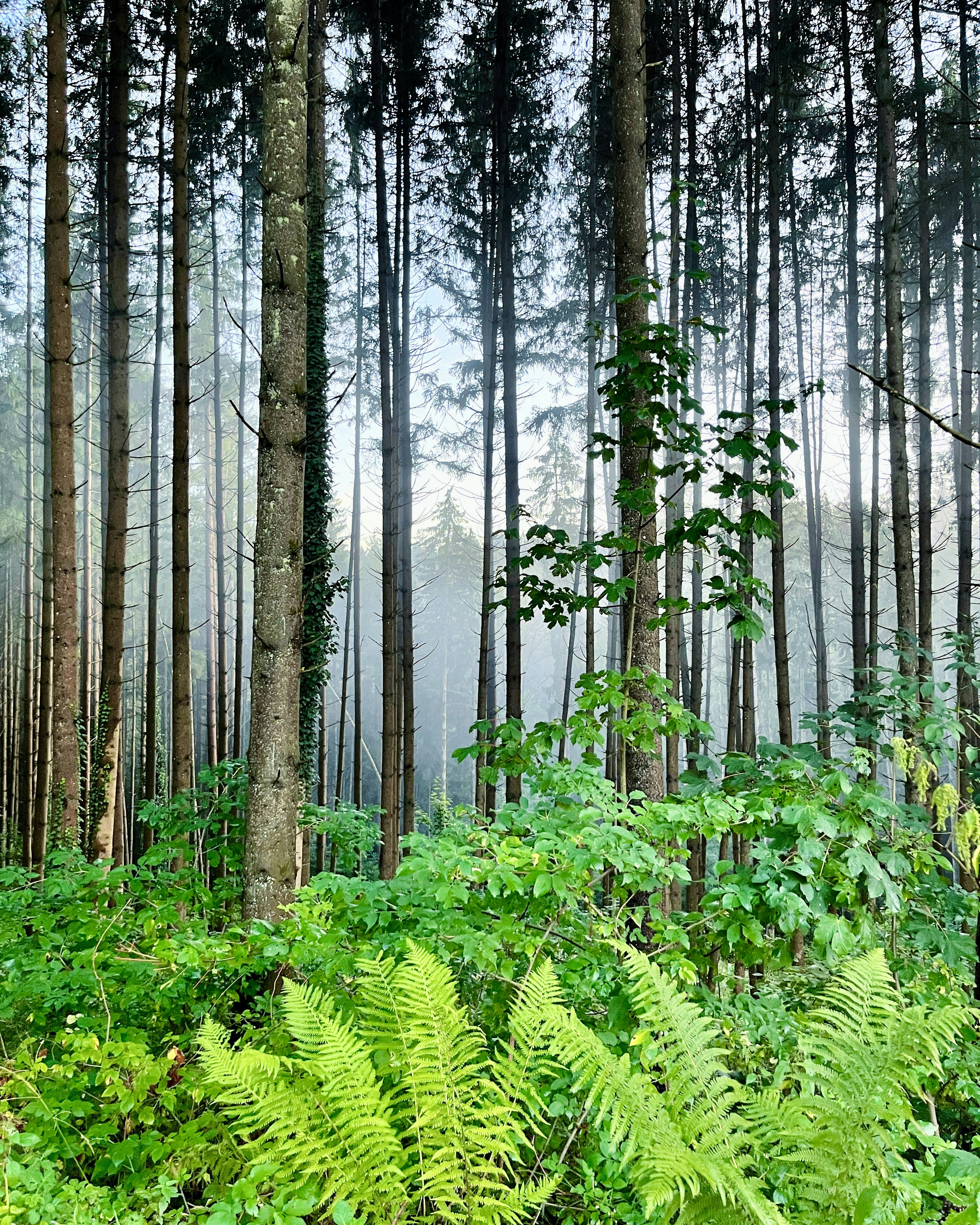 Une forêt verdoyante remplie de nombreux arbres photo – Image gratuite ...