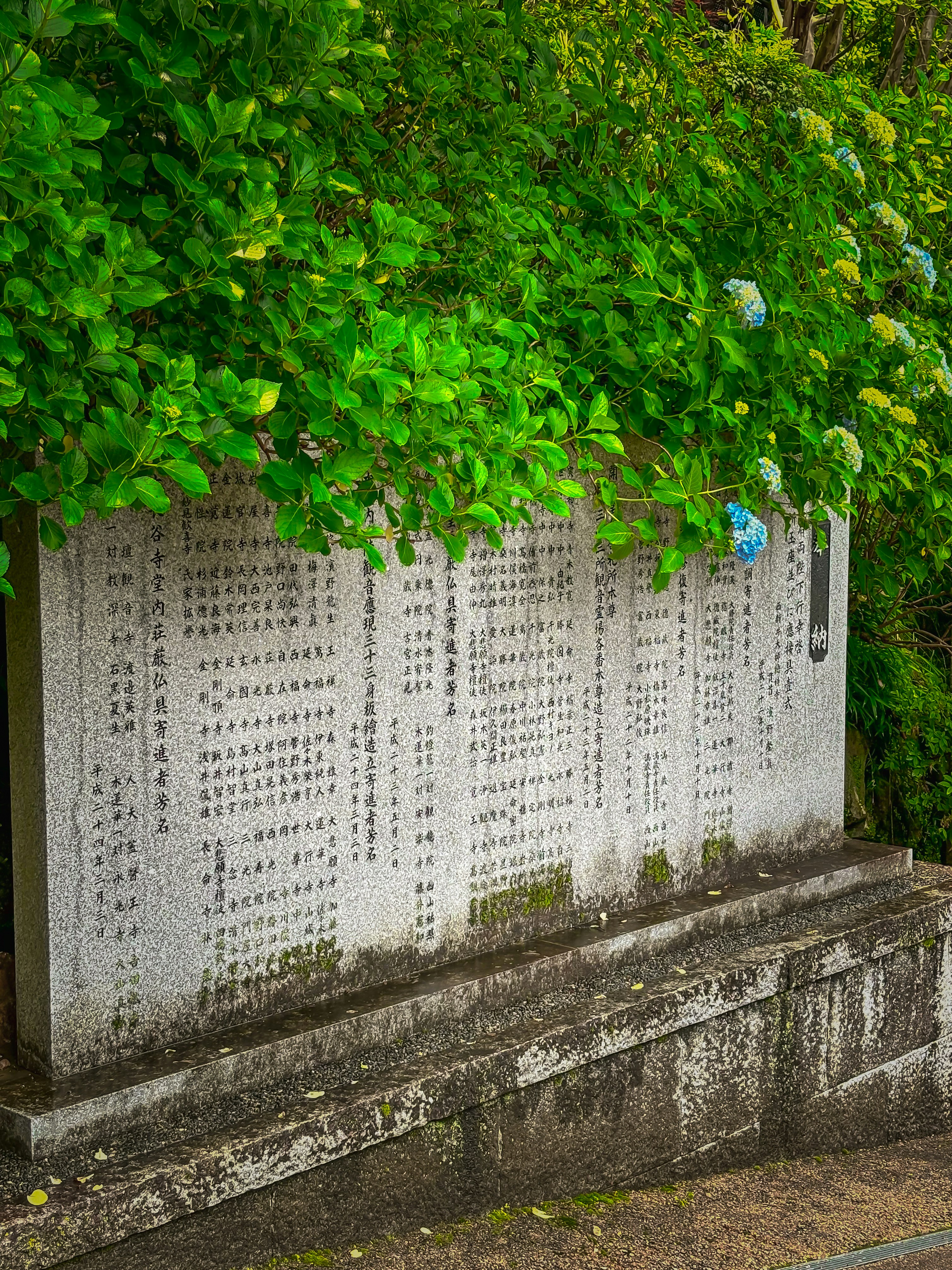 Hydrangea-Guarded Stone Tablet: Quiet Inscriptions Beneath a Verdant Canopy