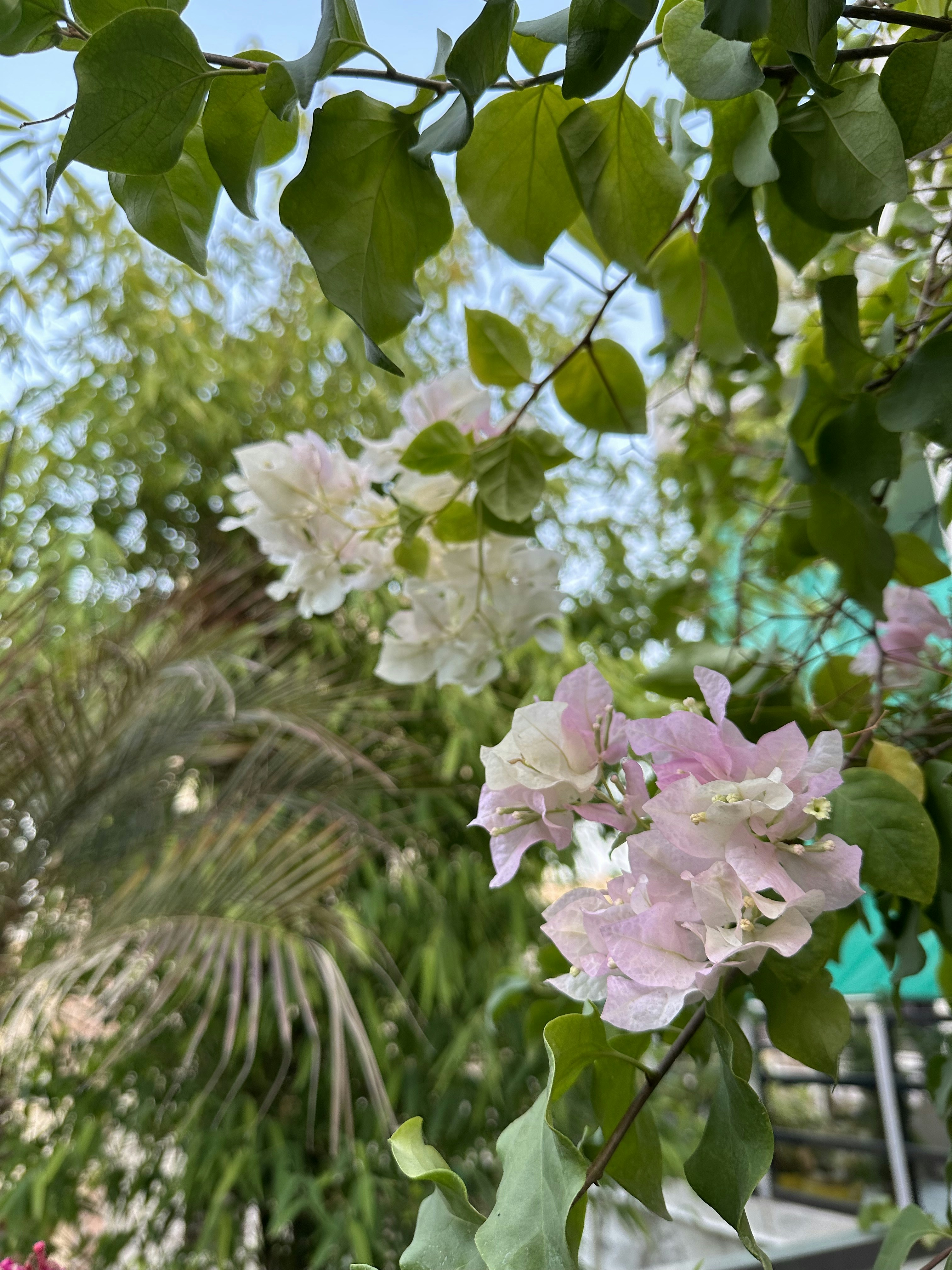 Bougainvillea in Soft Focus: Coral-Pink Blooms Among a Verdant Canopy