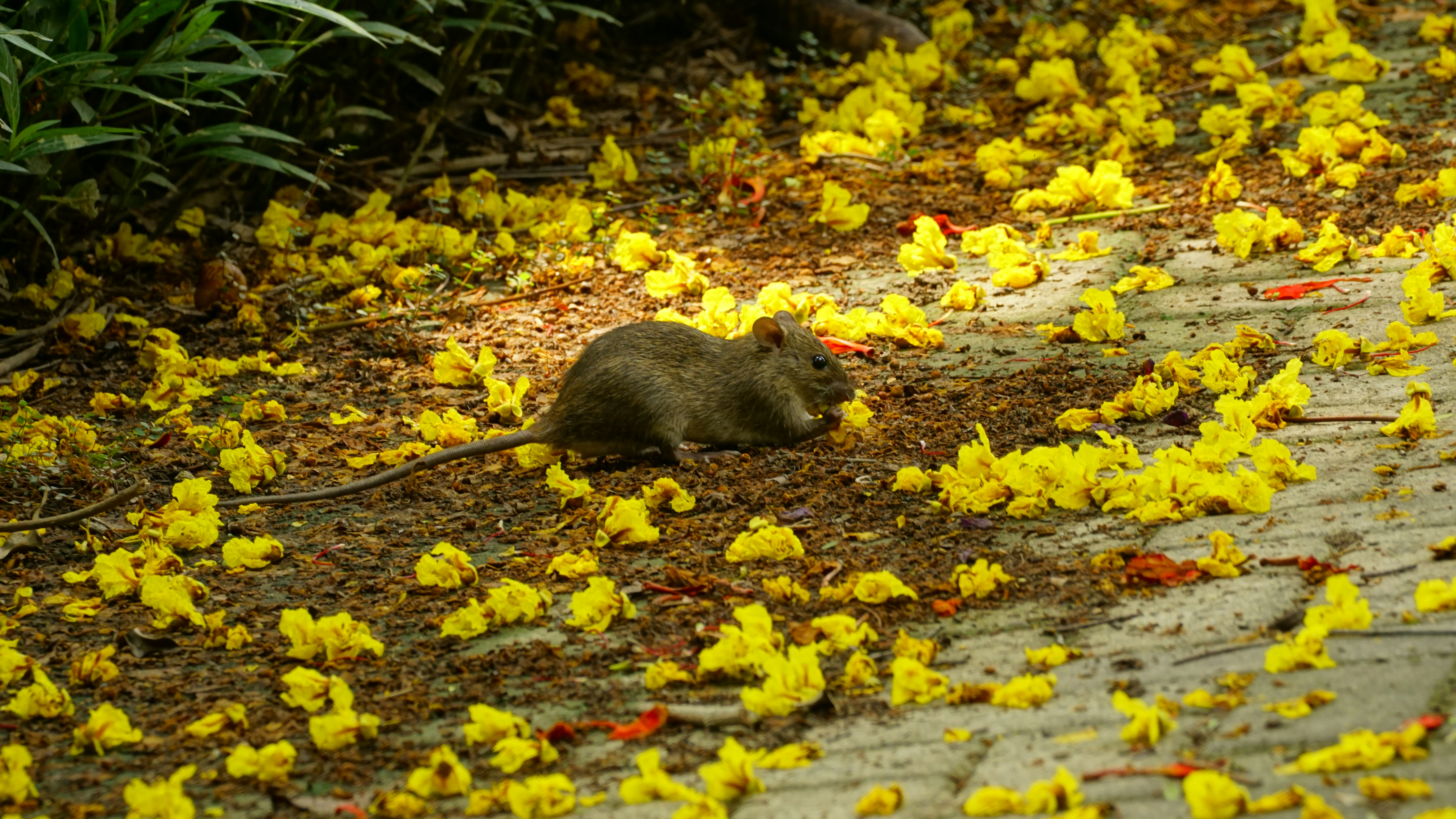 Among Yellow Confetti: a Quiet Mouse on a Petal-Strewn Path