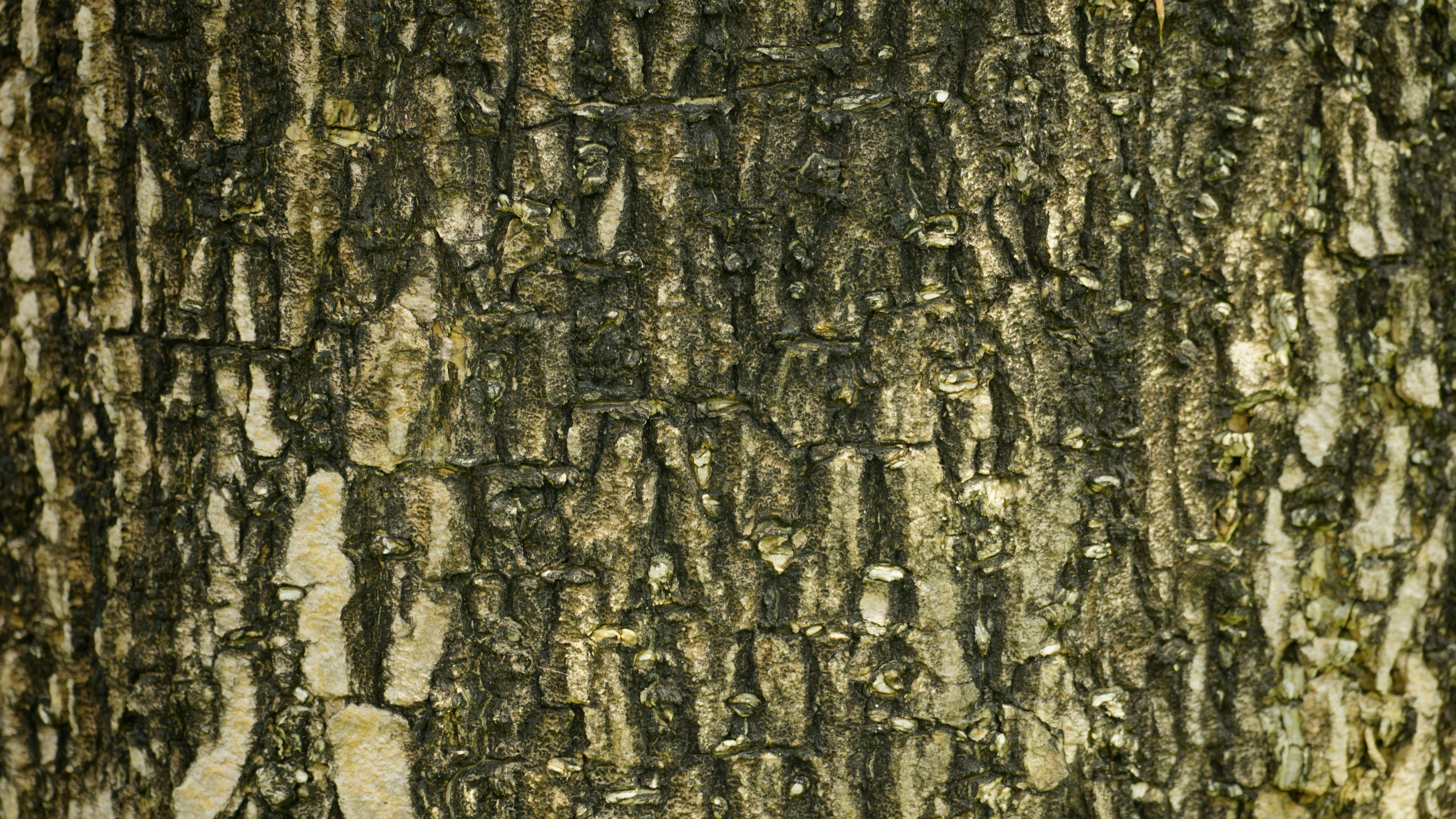 Nature's Textured Canvas