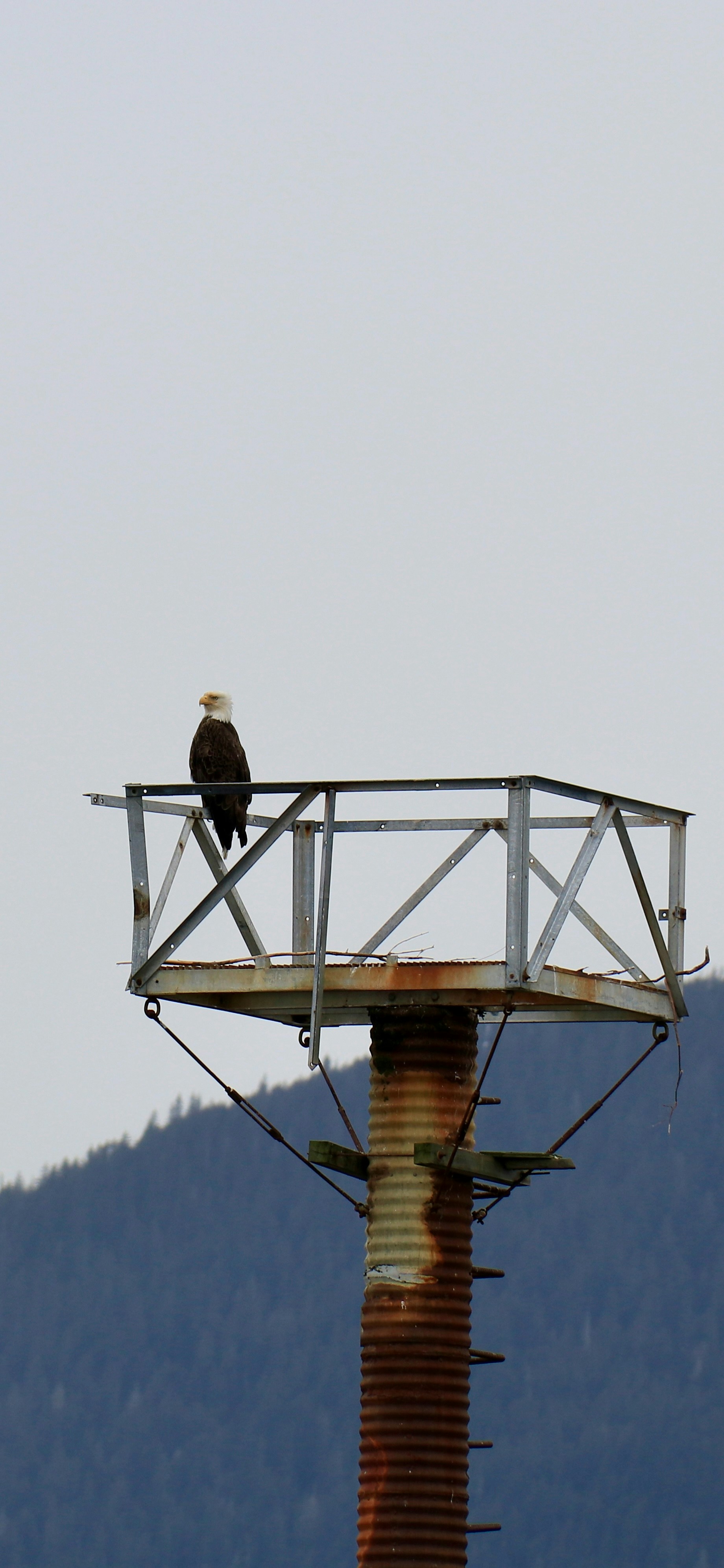 A bald eagle sitting on top of a metal structure photo – Free United ...