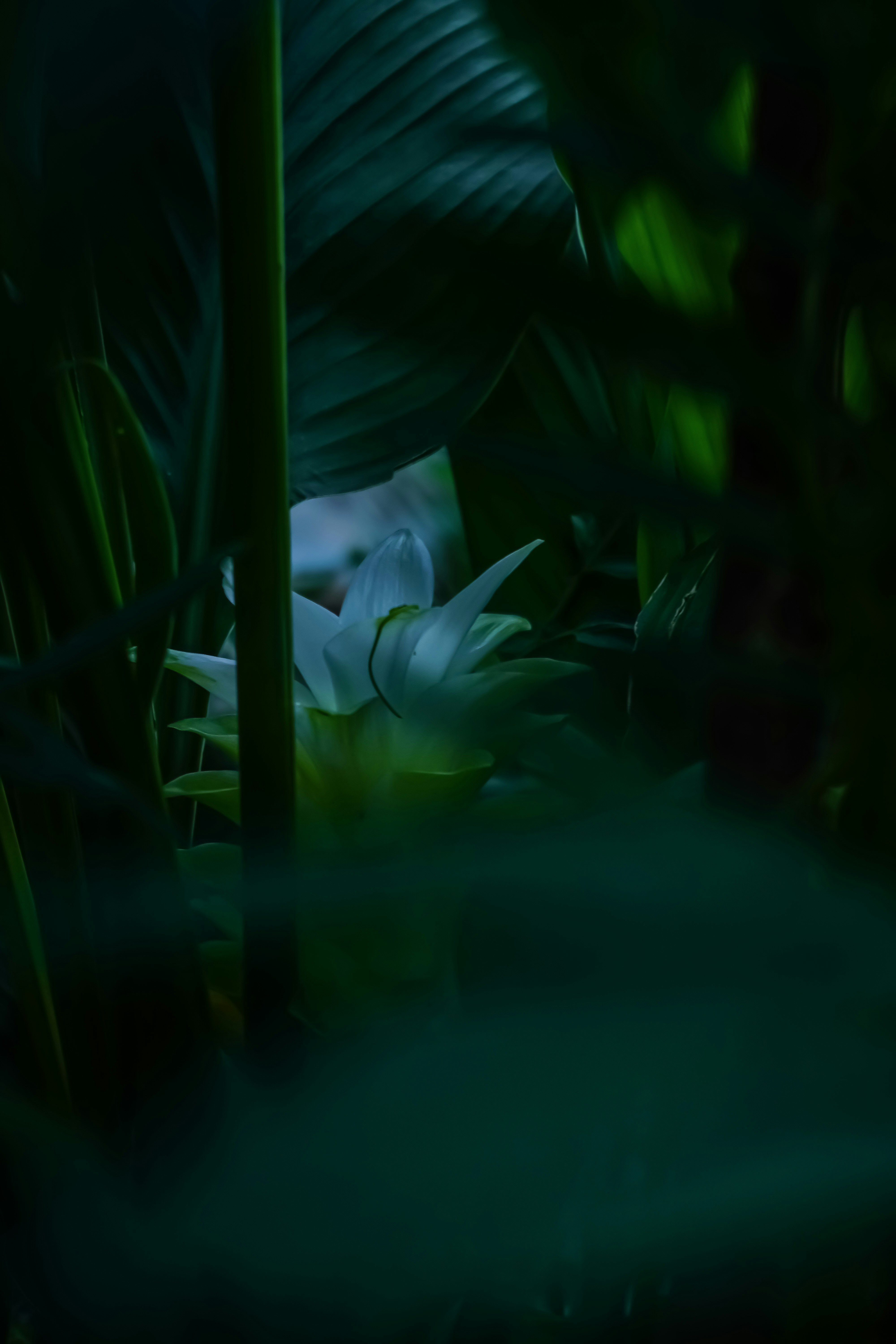 A delicate white flower partially obscured by lush green foliage, illuminated softly in a dimly lit environment.