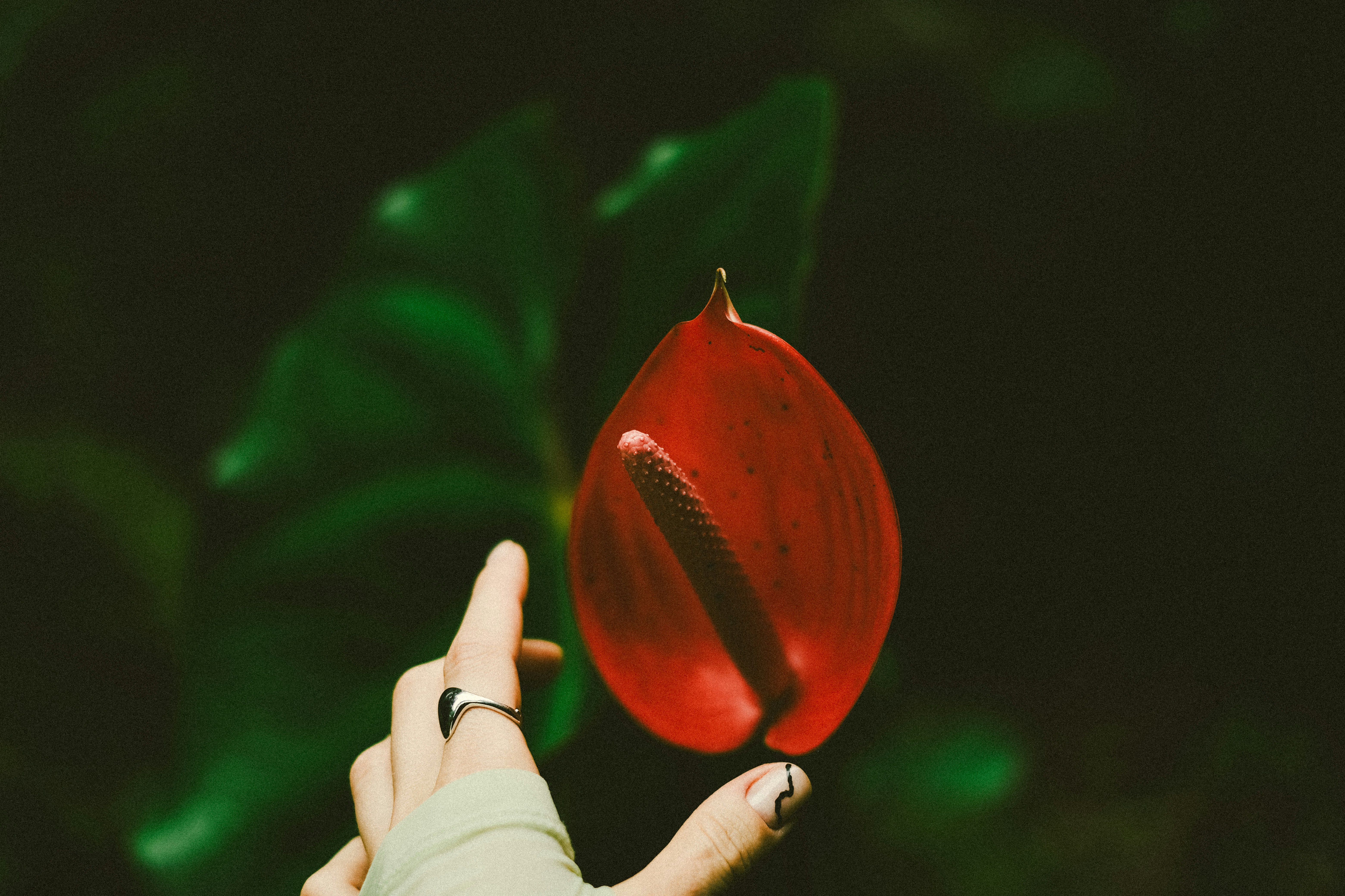 Crimson Spathe in Velvet Green: A Hand-Held Moment