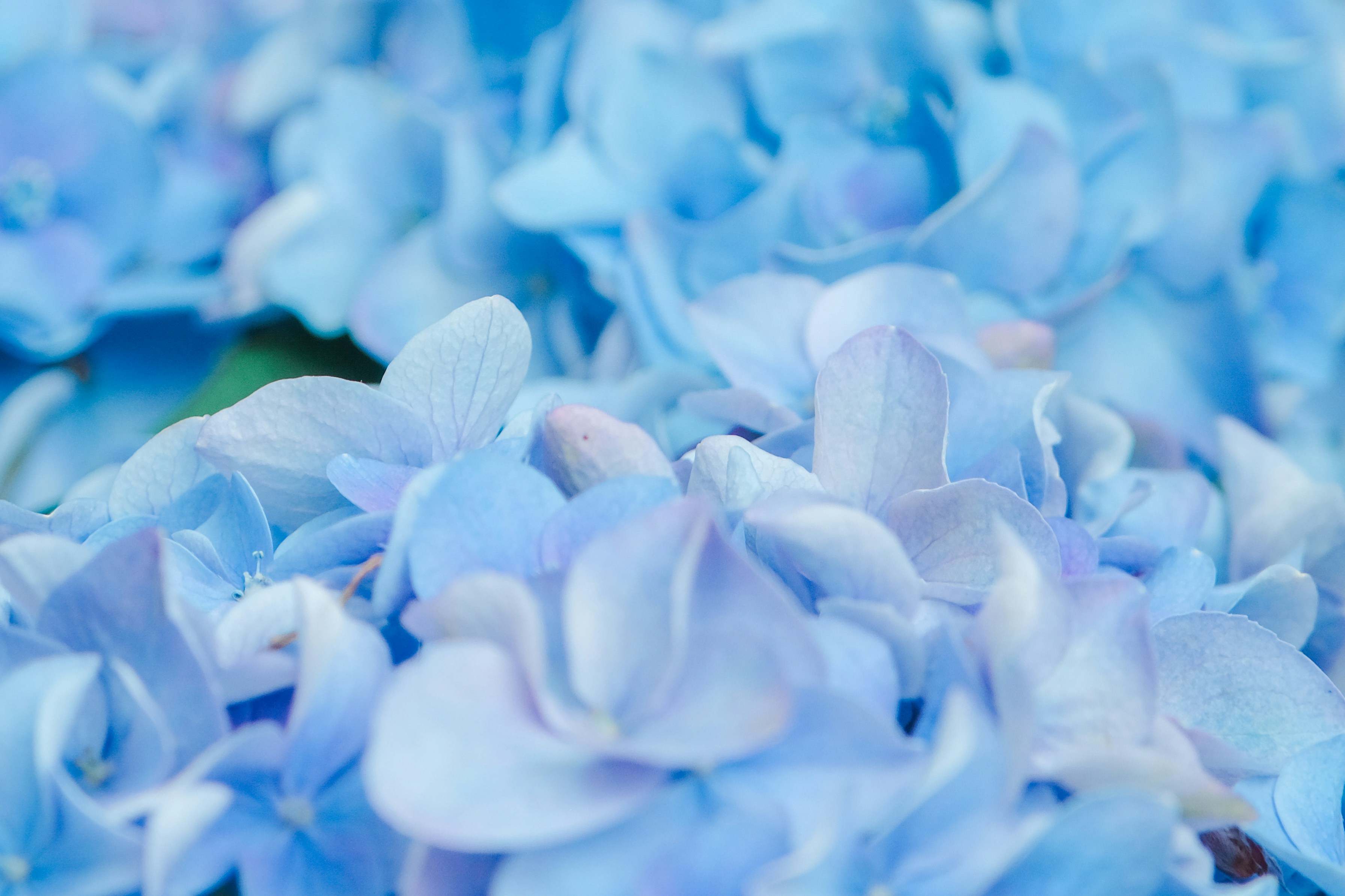 Close-up of vibrant blue hydrangea petals in full bloom.