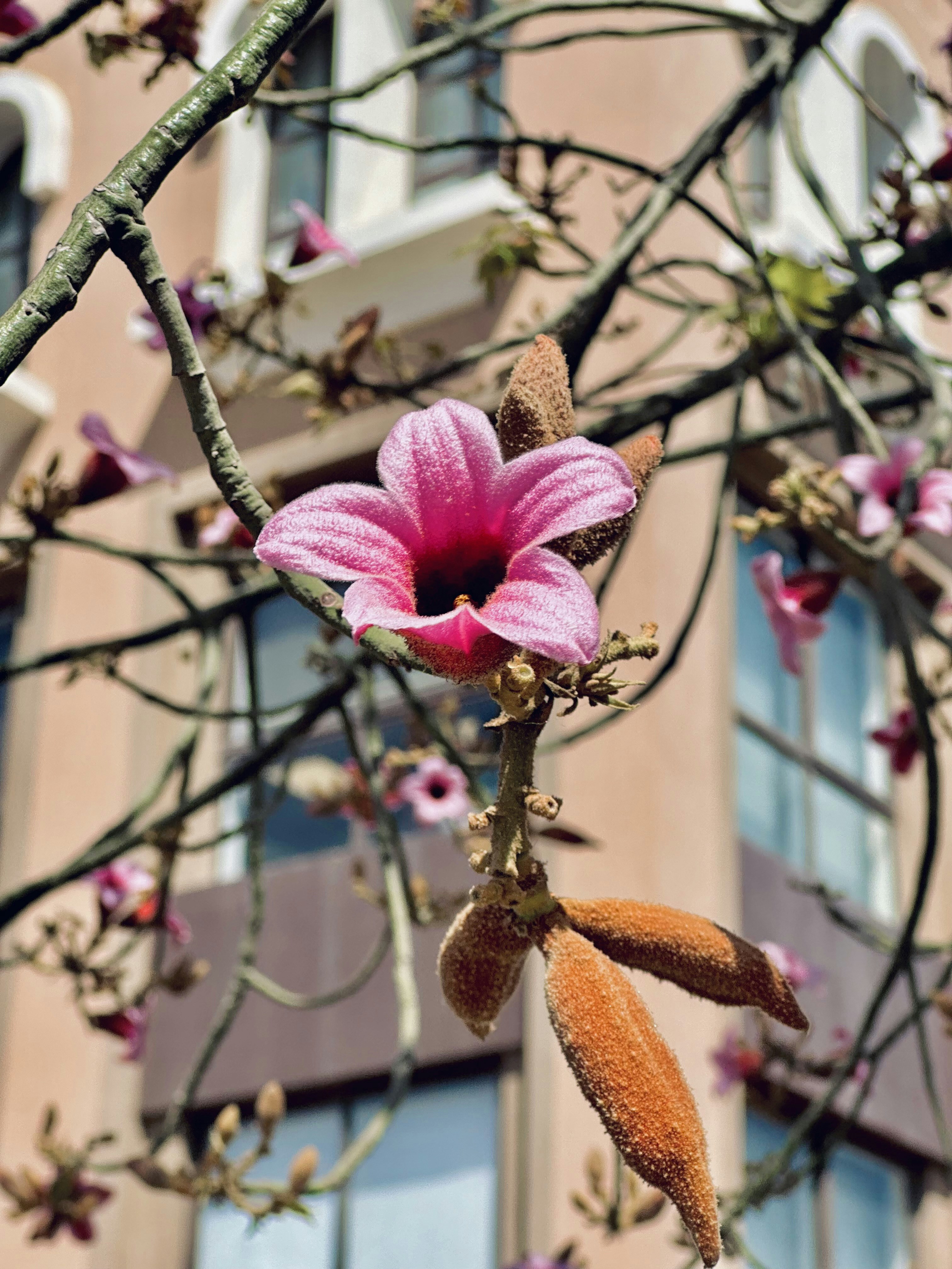 Urban Pink Trumpet Blossom Entwined in a Web of Branches