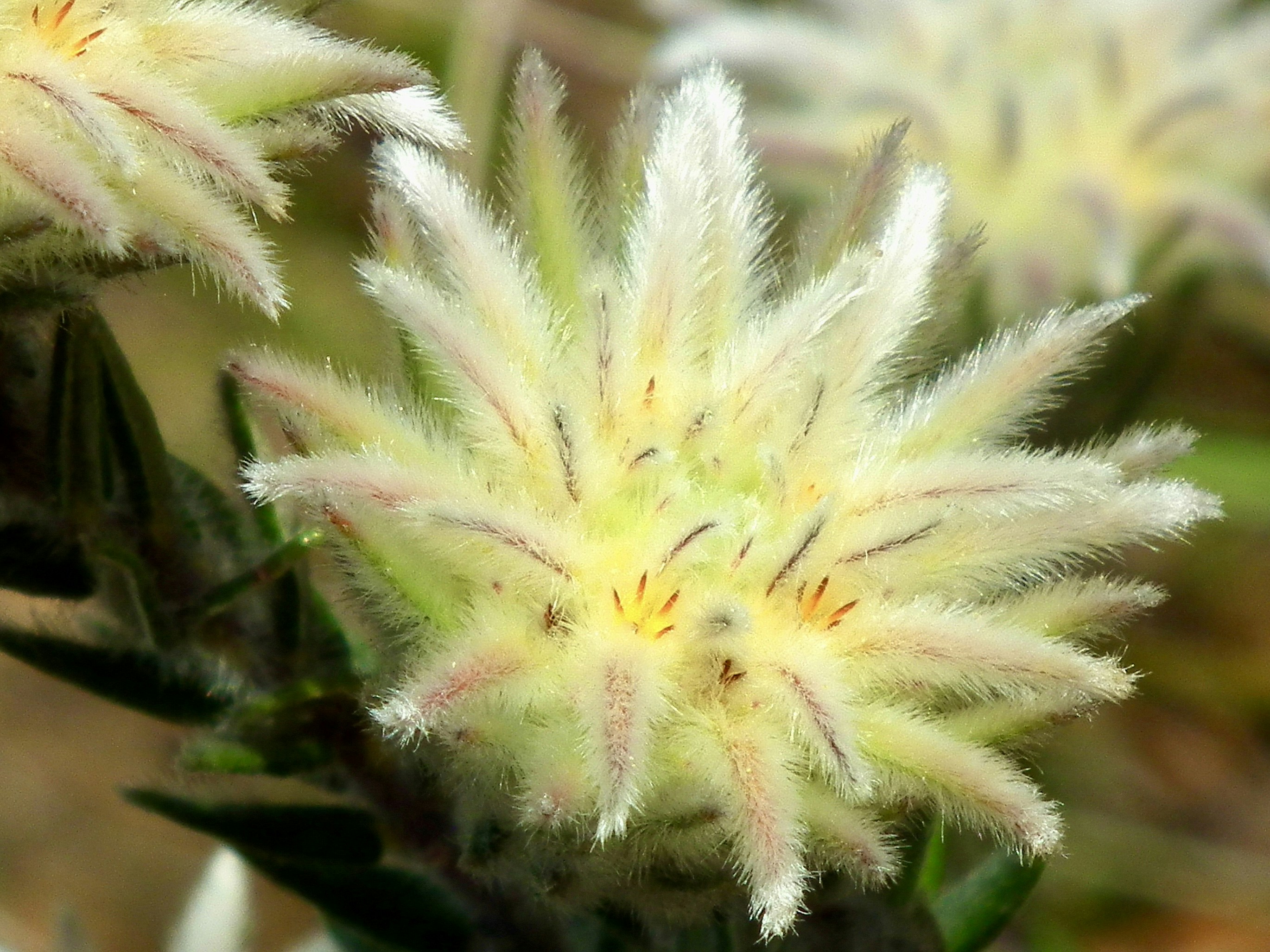 Macro close-up of a pale-yellow fuzzy bloom with hair-like petals radiating from the center, set against softly blurred green foliage.