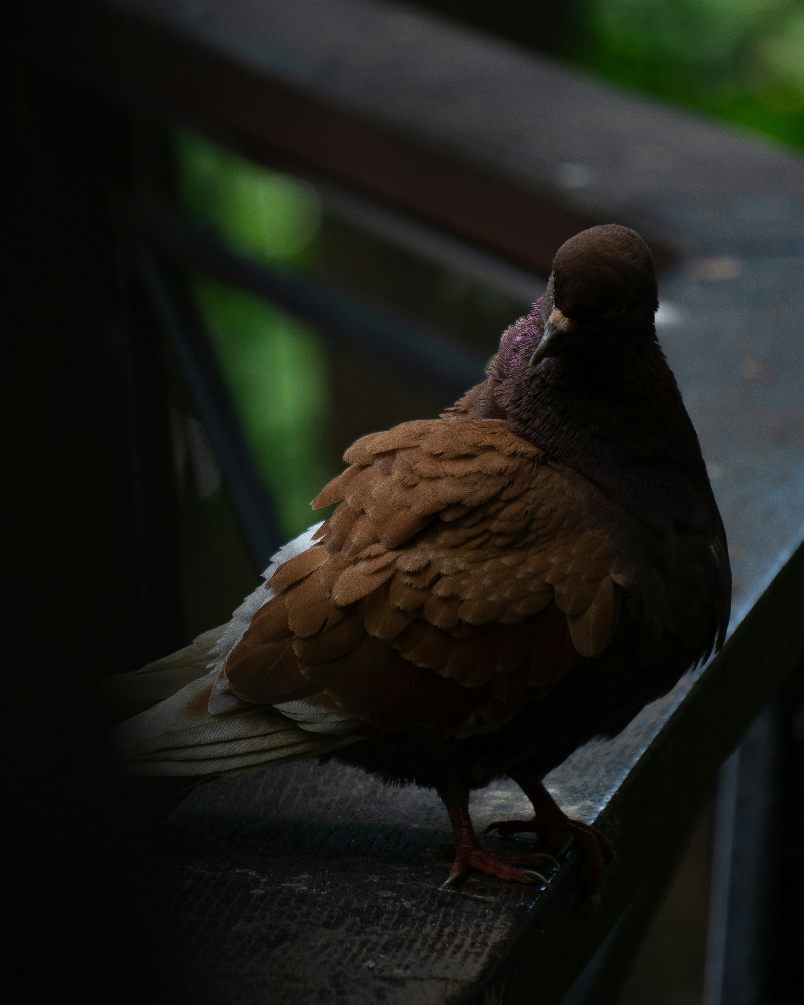 Dusk Perch: A Pigeon on the Rain-Worn Railing