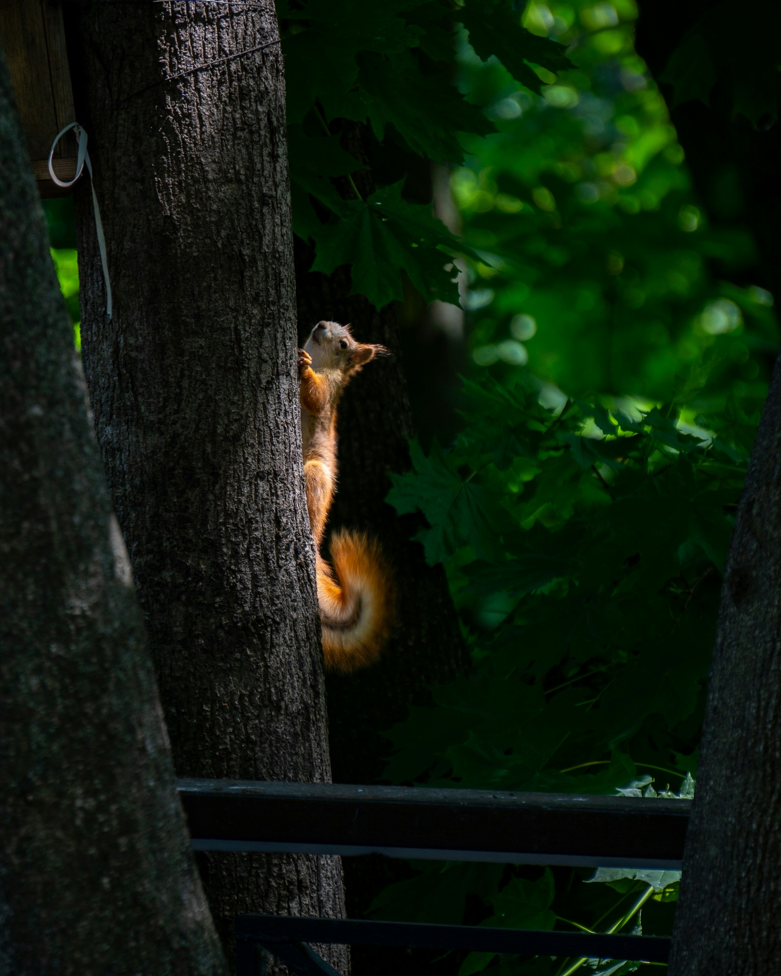 A squirrel climbing up the side of a tree photo – Free Tree Image on ...