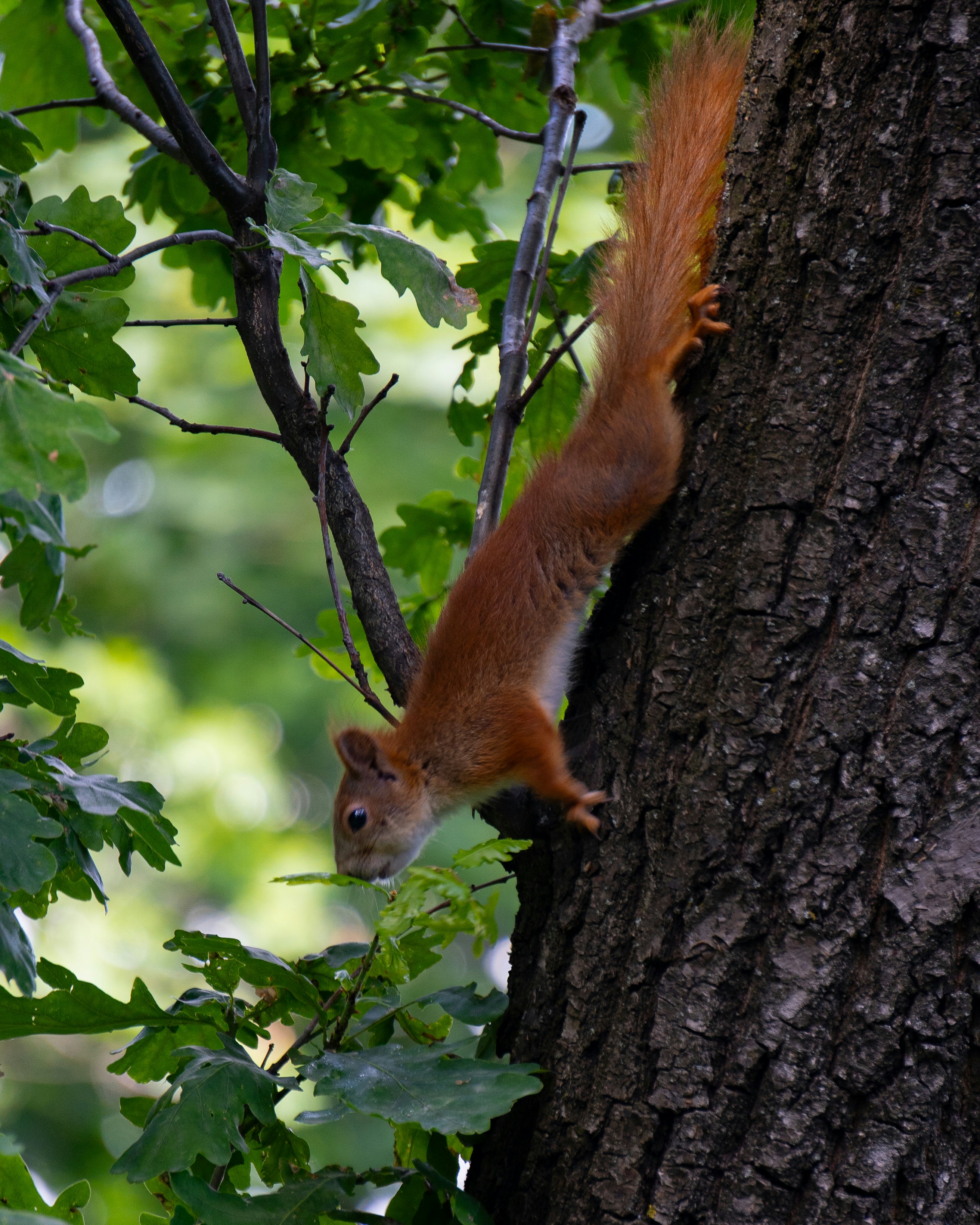 A squirrel climbing up the side of a tree photo – Free Tree Image on ...