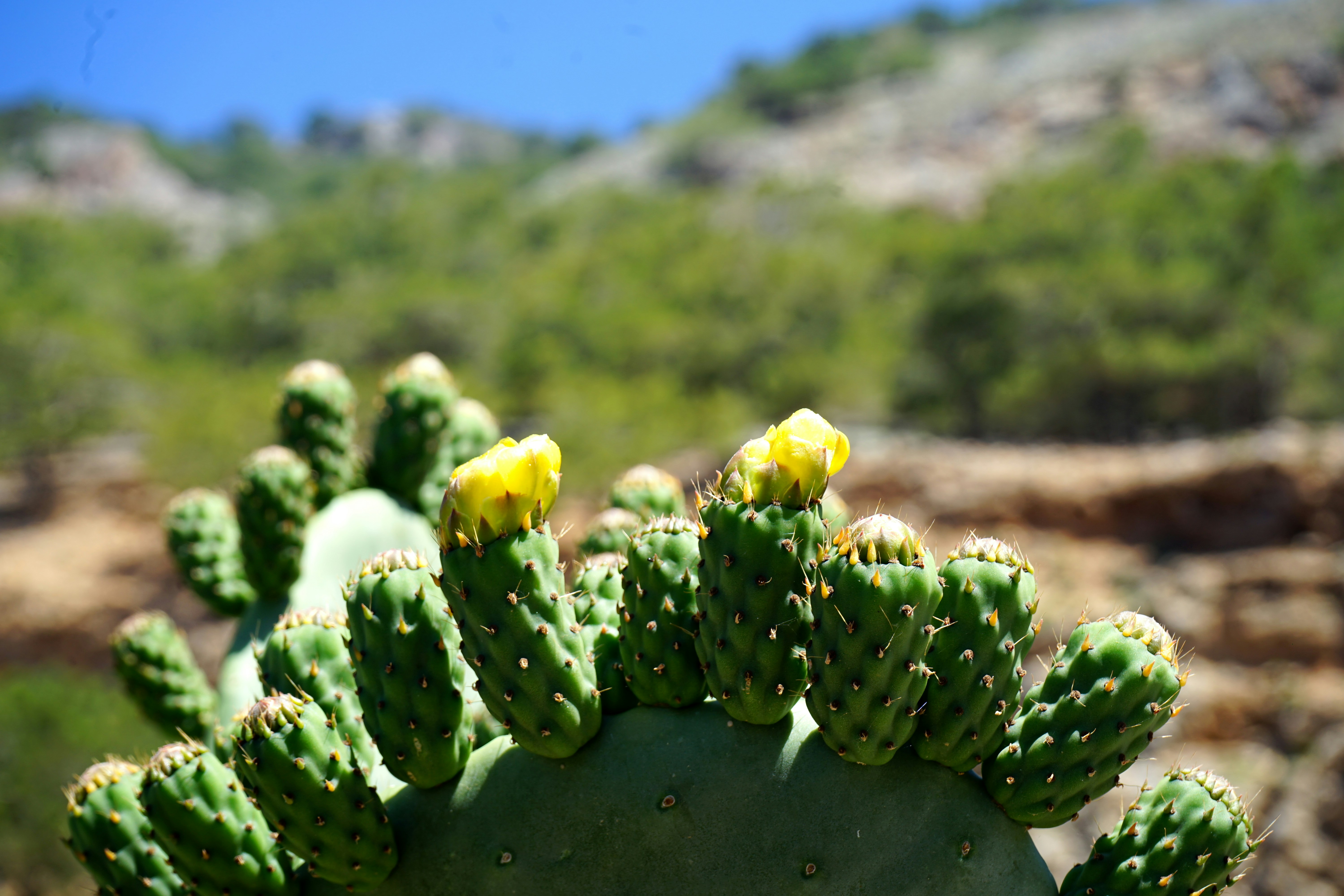 Desert Crown: Yellow Blooms on a Prickly Pear Amid Sunlit Hills
