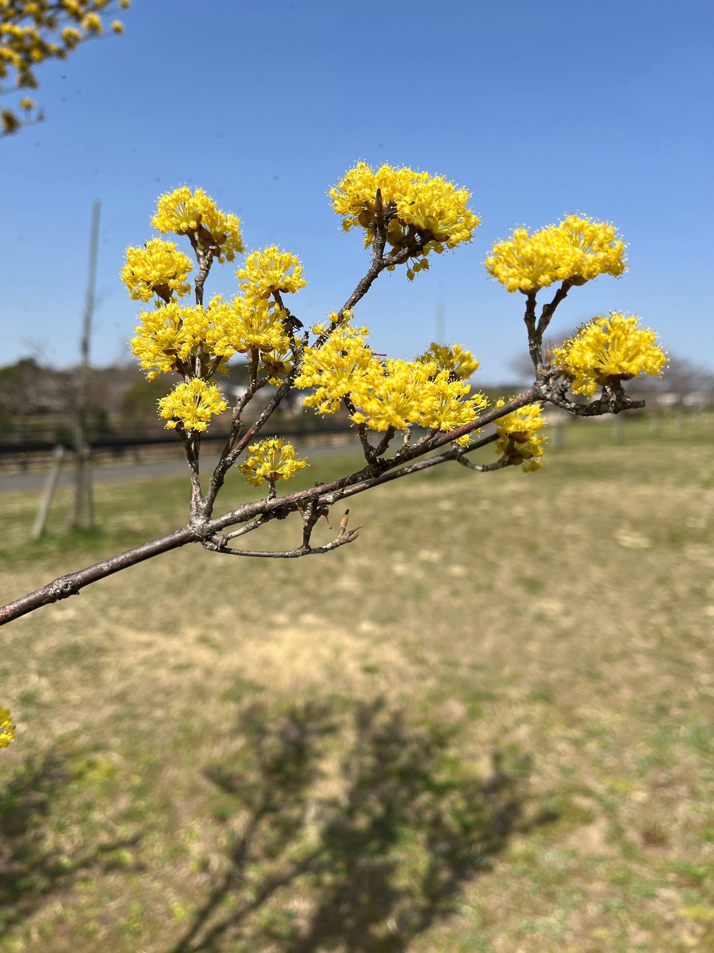 Sunlit Forsythia Clusters on a Weathered Branch