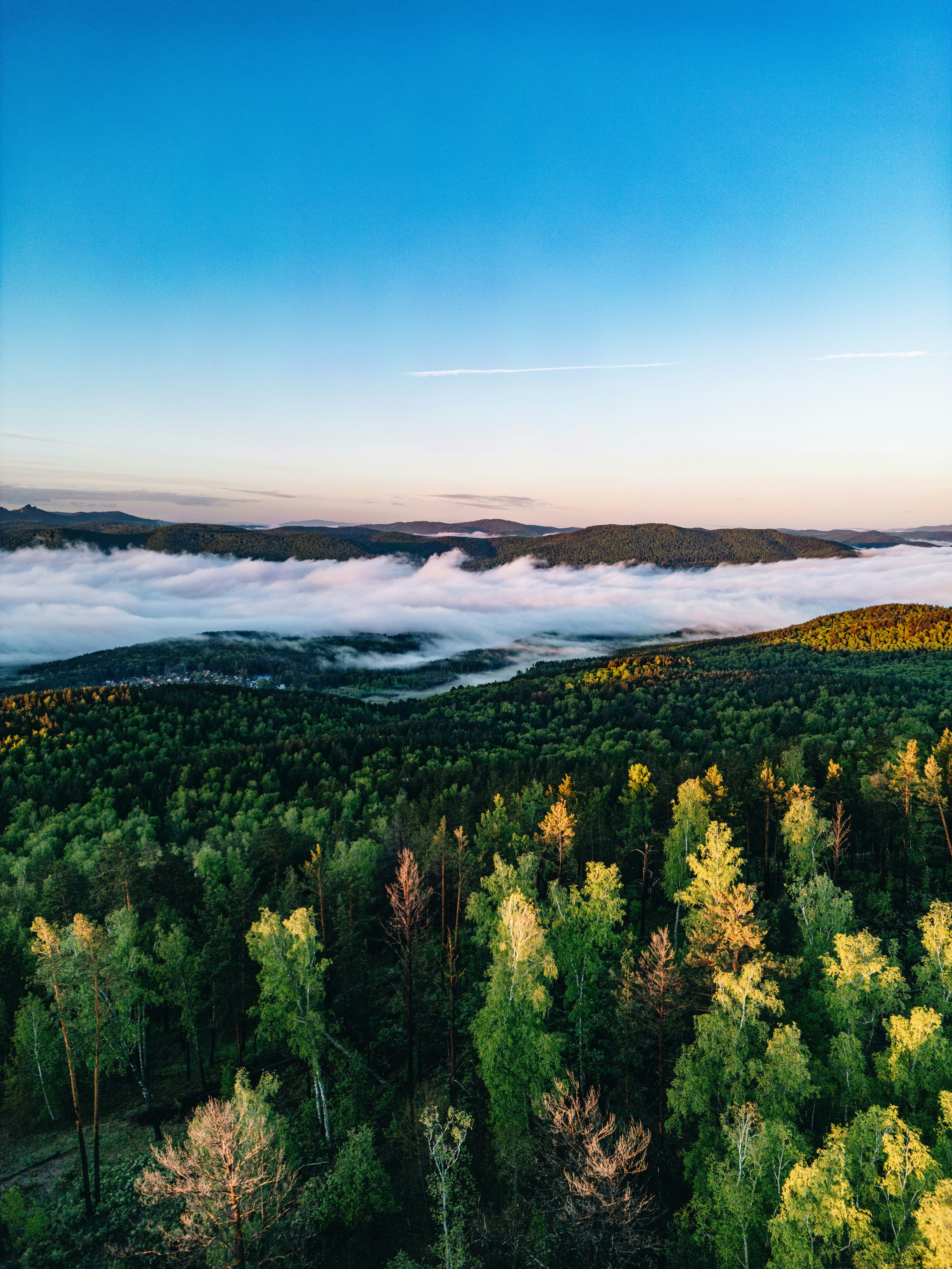 An aerial view of a forest with low lying clouds photo – Free Blue ...