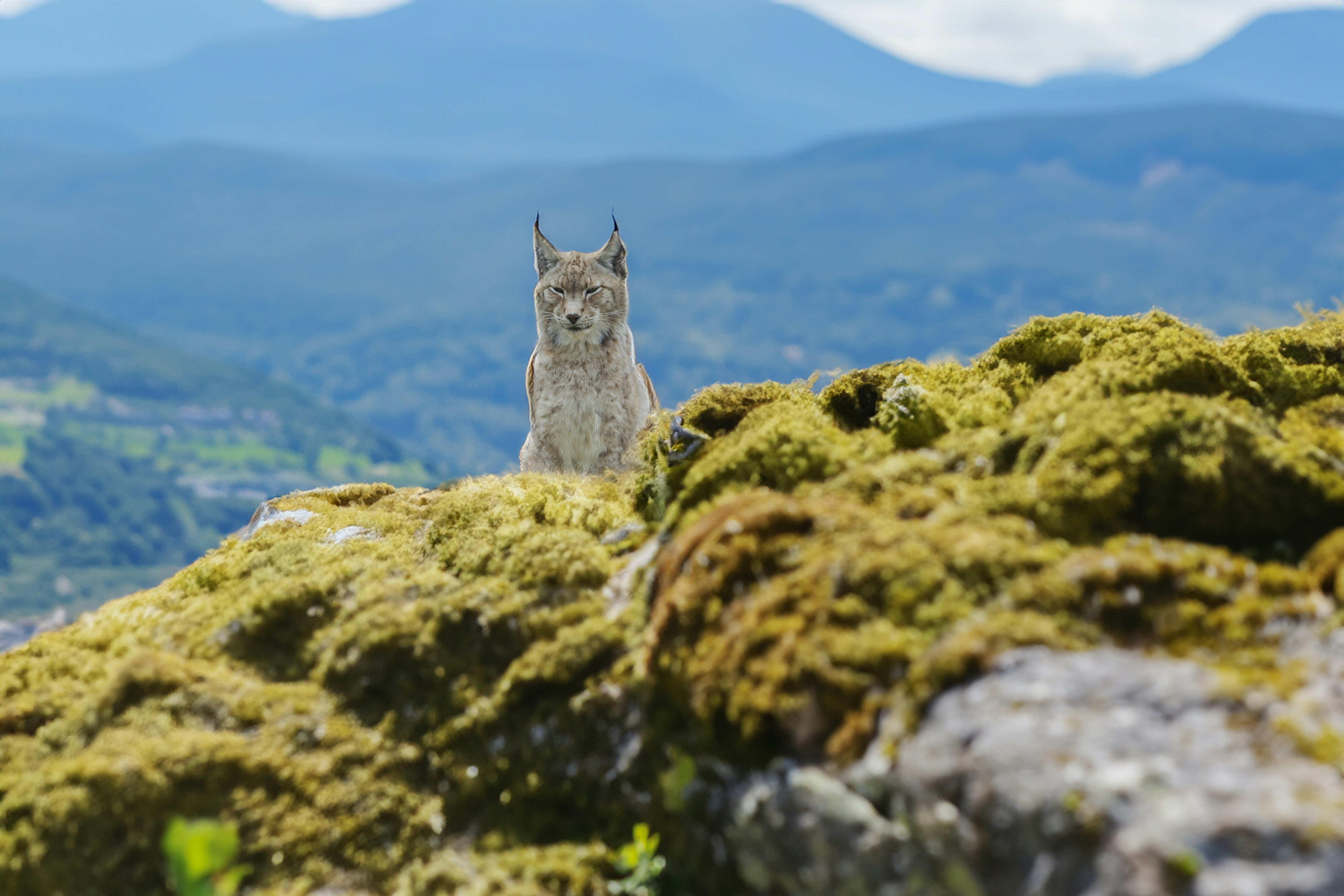 Watchful Lynx on the Alpine Moss: Sentinel of the Ridge
