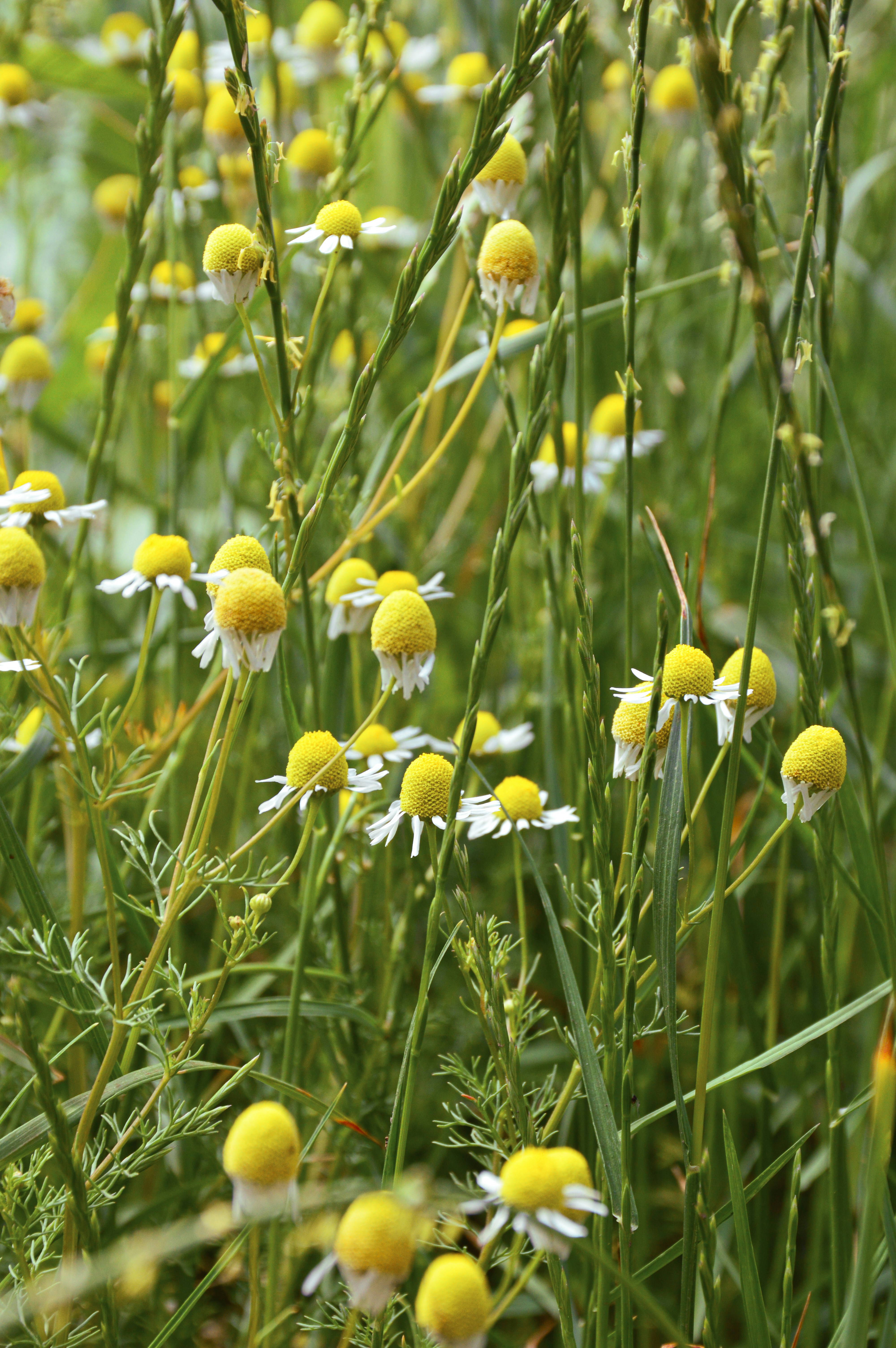 Sunlit Chamomile Heads in a Meadow of Green