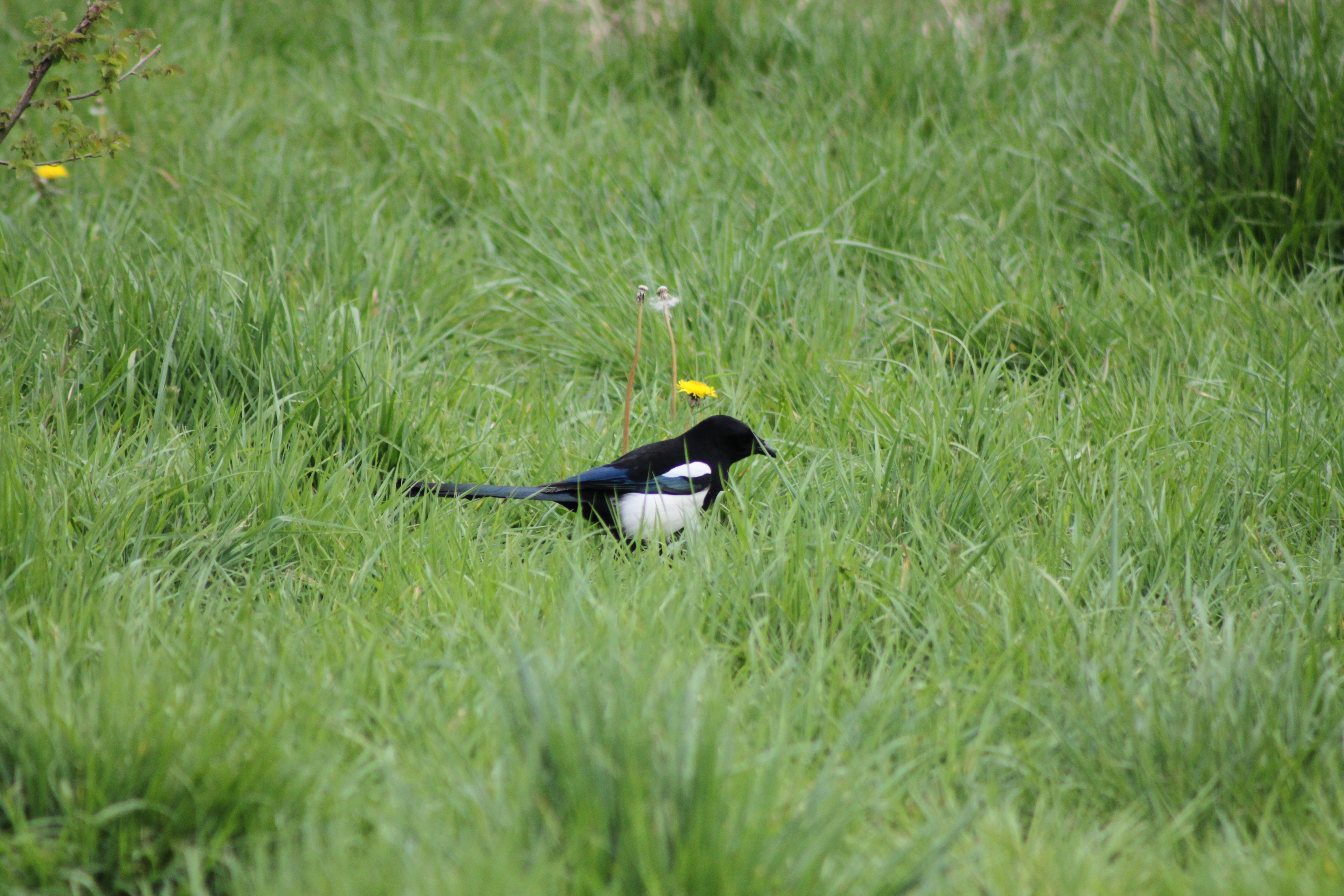 Black and white bird nestled in a lush green meadow