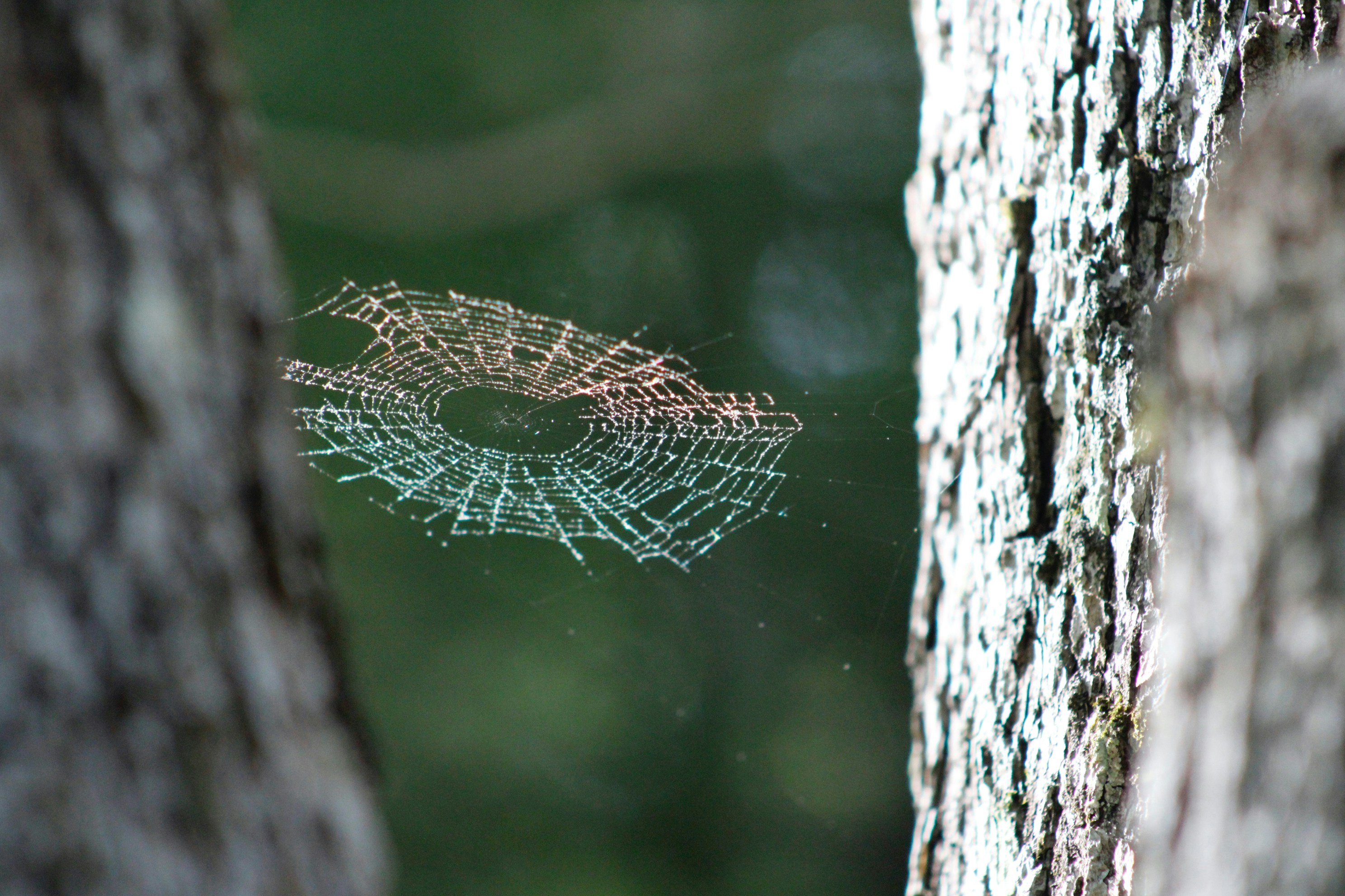 A spider web hanging from the side of a tree photo – Free Grey Image on ...