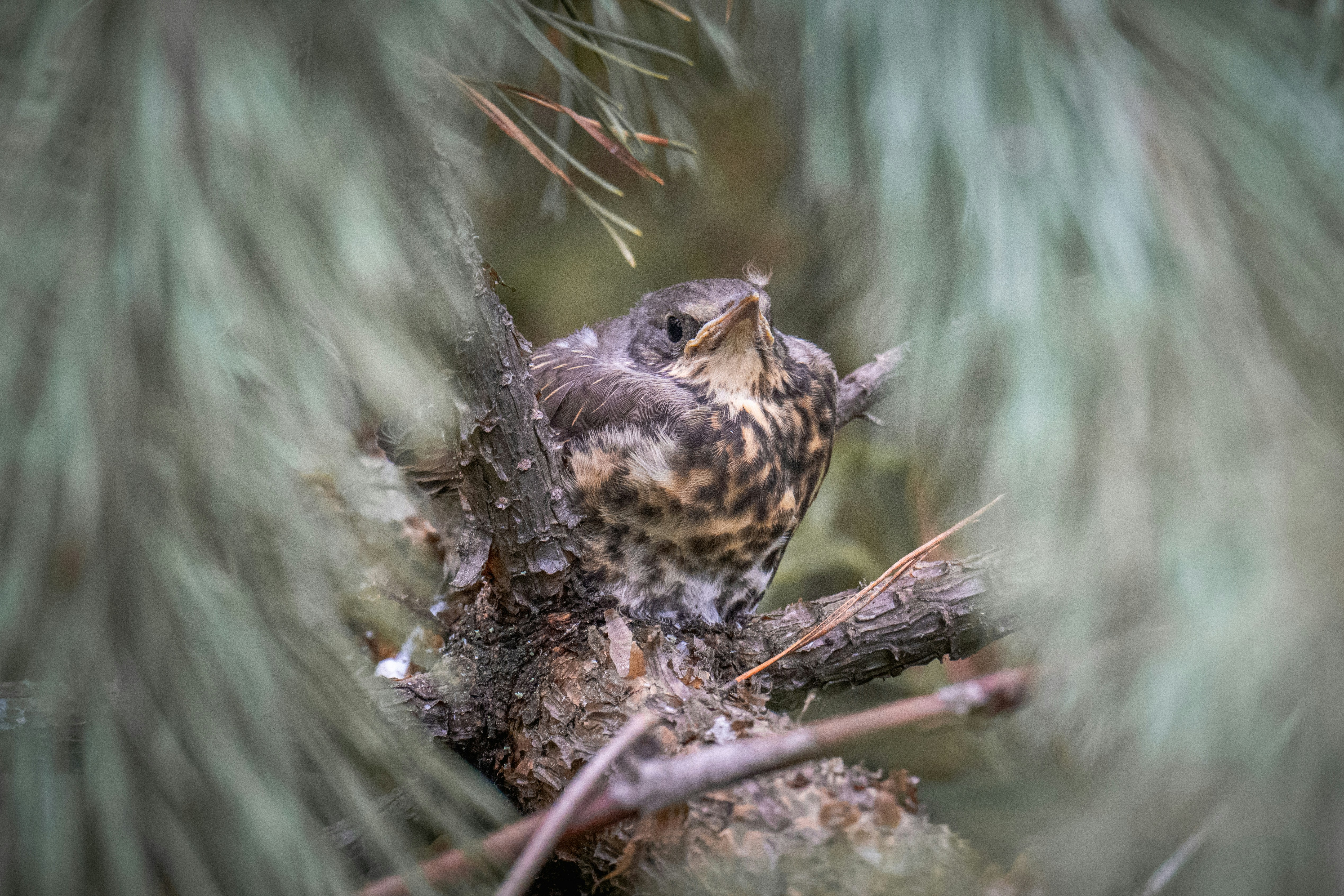 Bird in a Pine Perch: A Quiet Moment Amid Needles