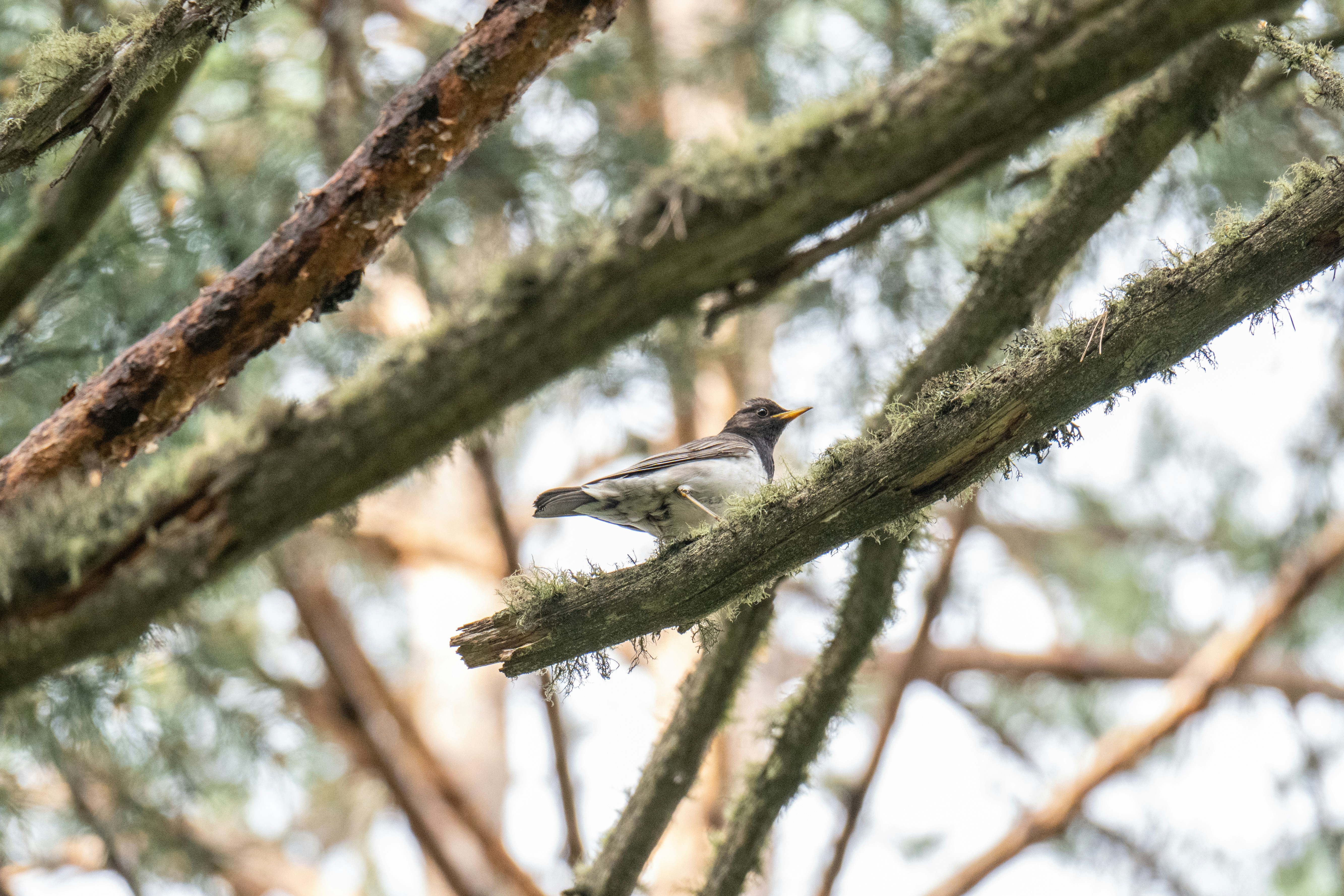 Perched in Nature's Embrace