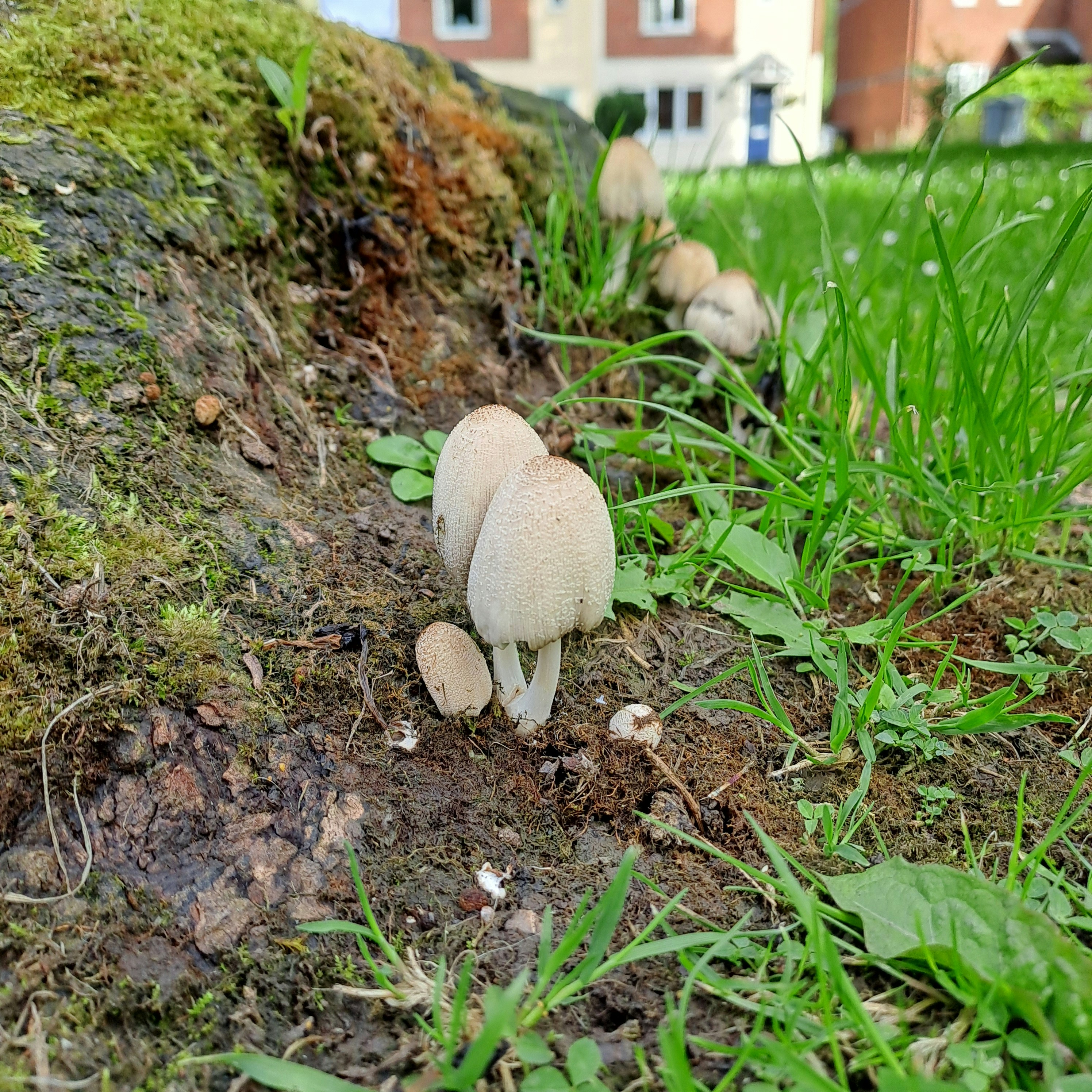 A cluster of ivory mushrooms sprouts from damp garden soil, with grass and moss nearby and a suburban house softly blurred in the background.