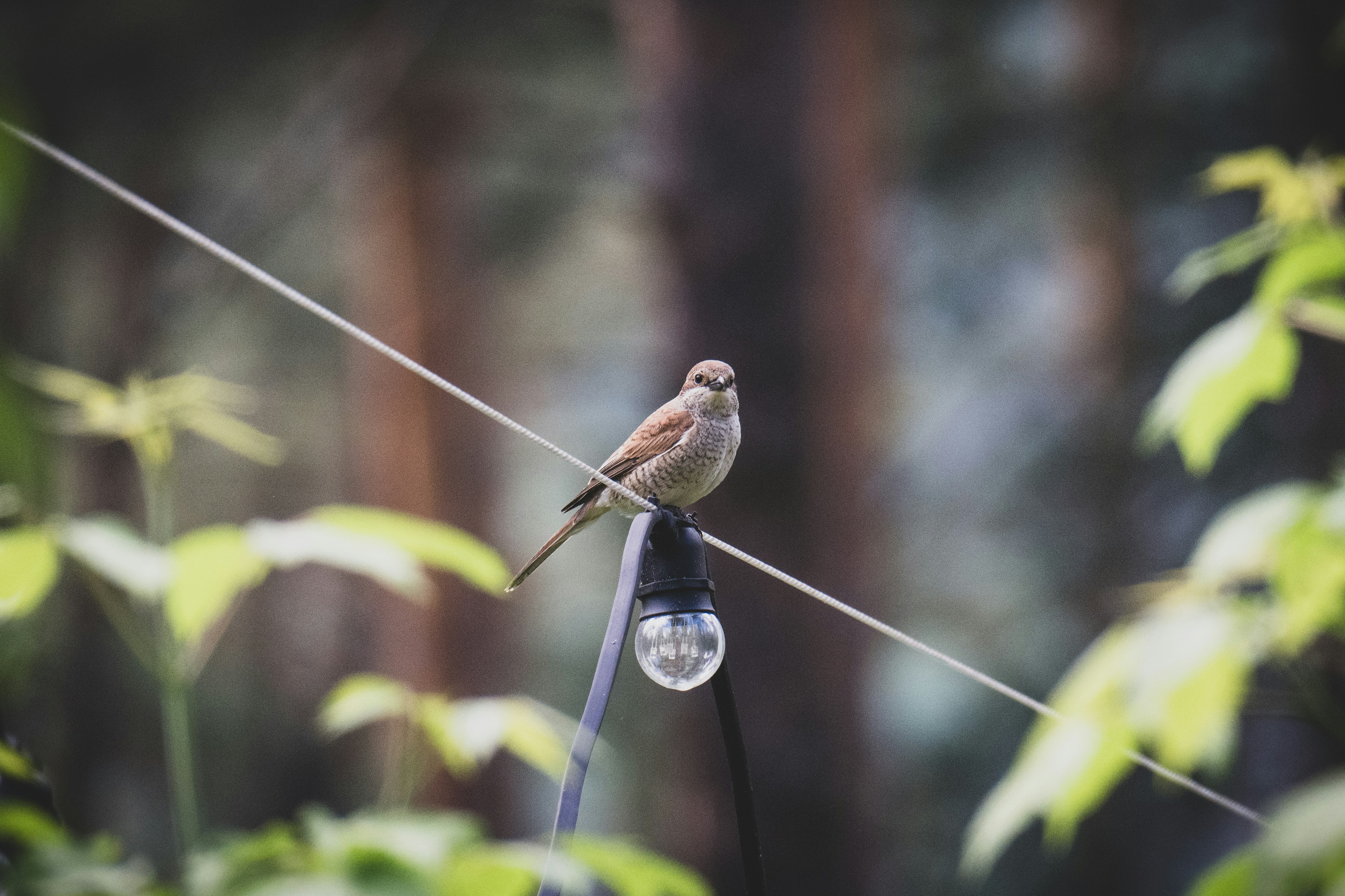 Lampshade Rendezvous: A Sparrow Perches Amid Garden Bokeh