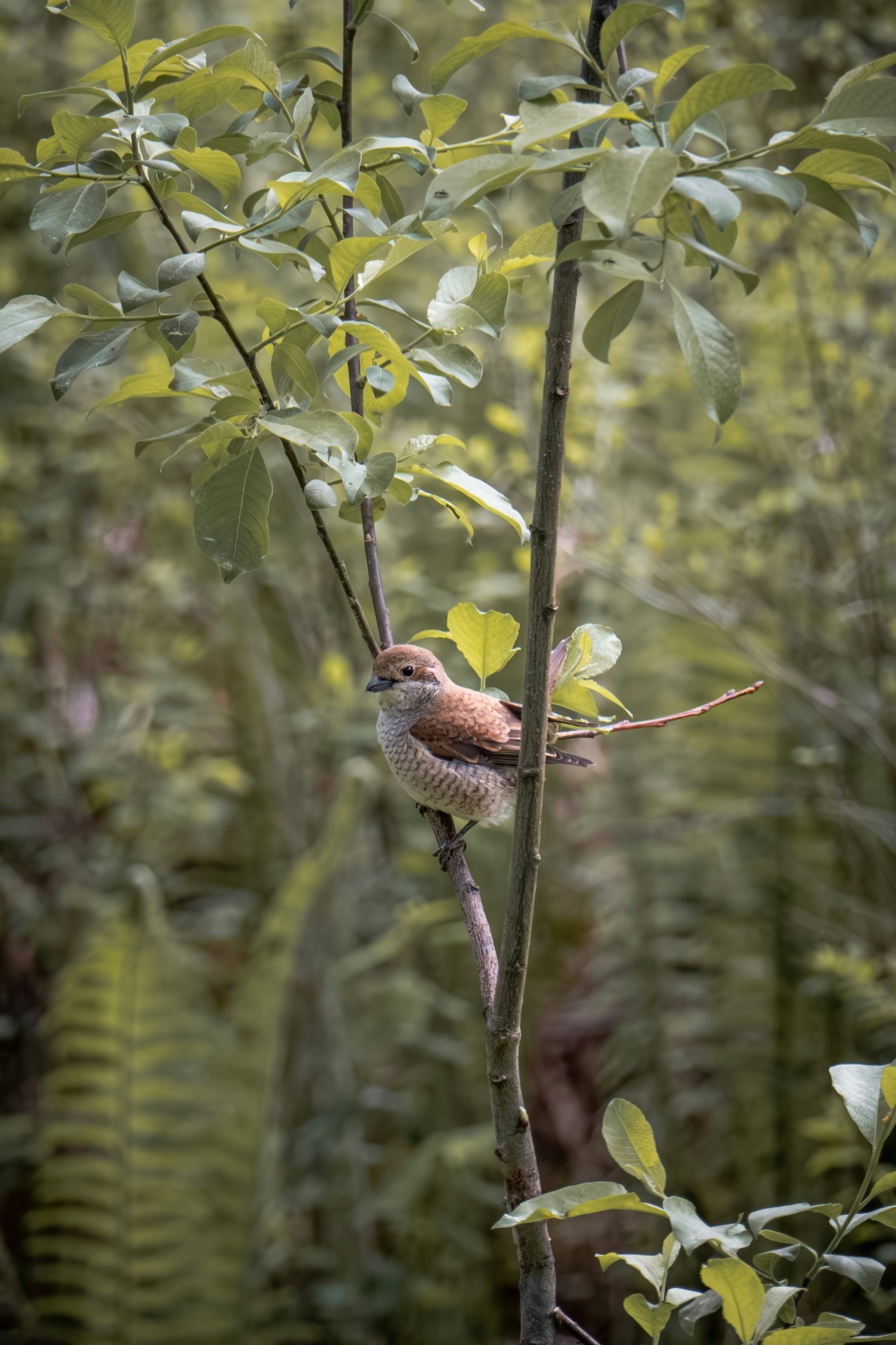 Rusty-brown Songbird on a Slender Branch in a Sunlit Forest