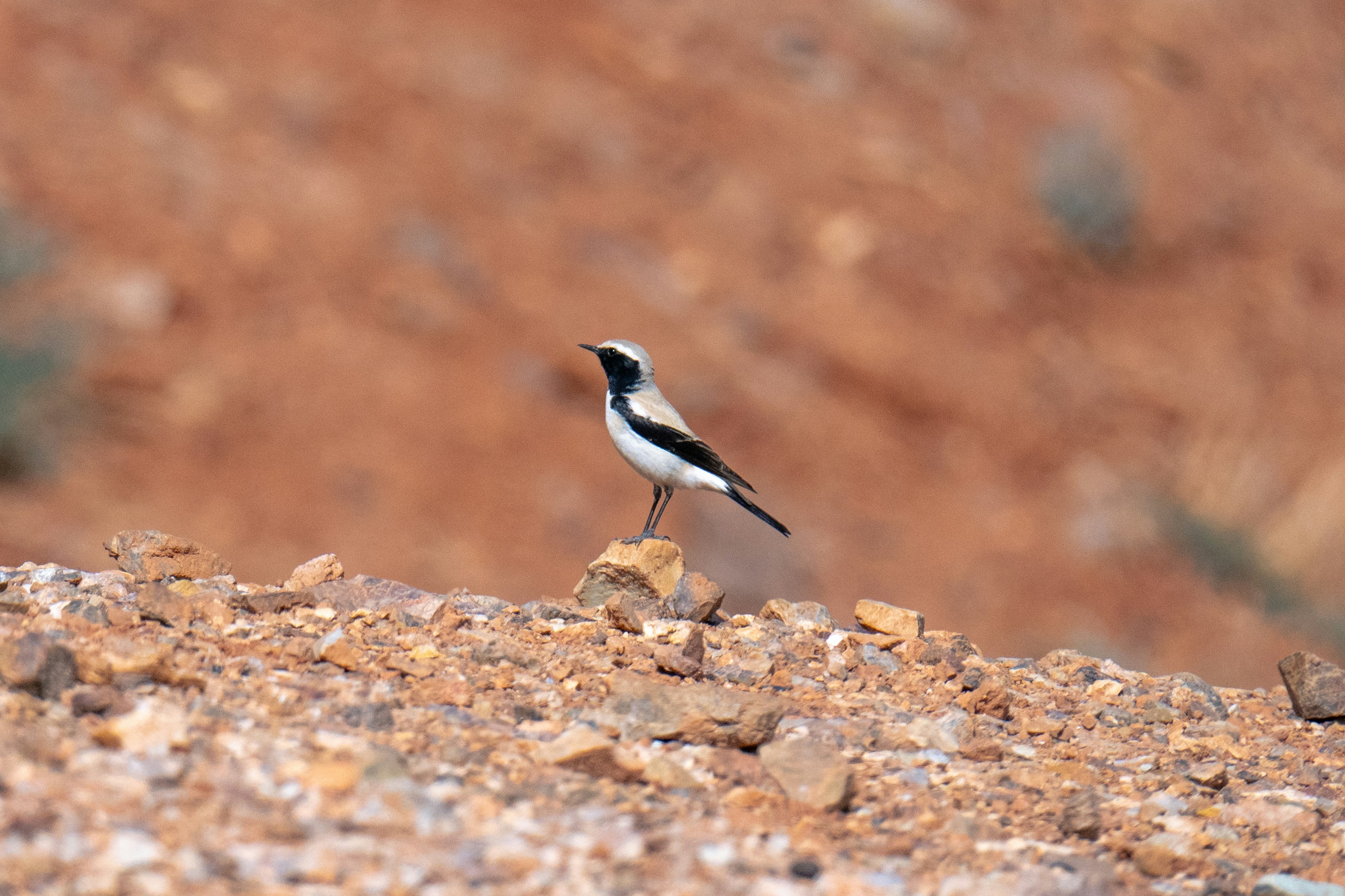 Desert Gravel Sentinel: White Wagtail Perched on a Pebble Ridge